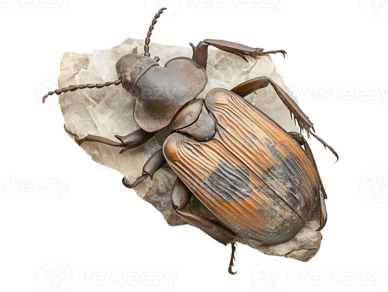 close-up of a fossilized beetle embedded in a slab of shale, showcasing ...