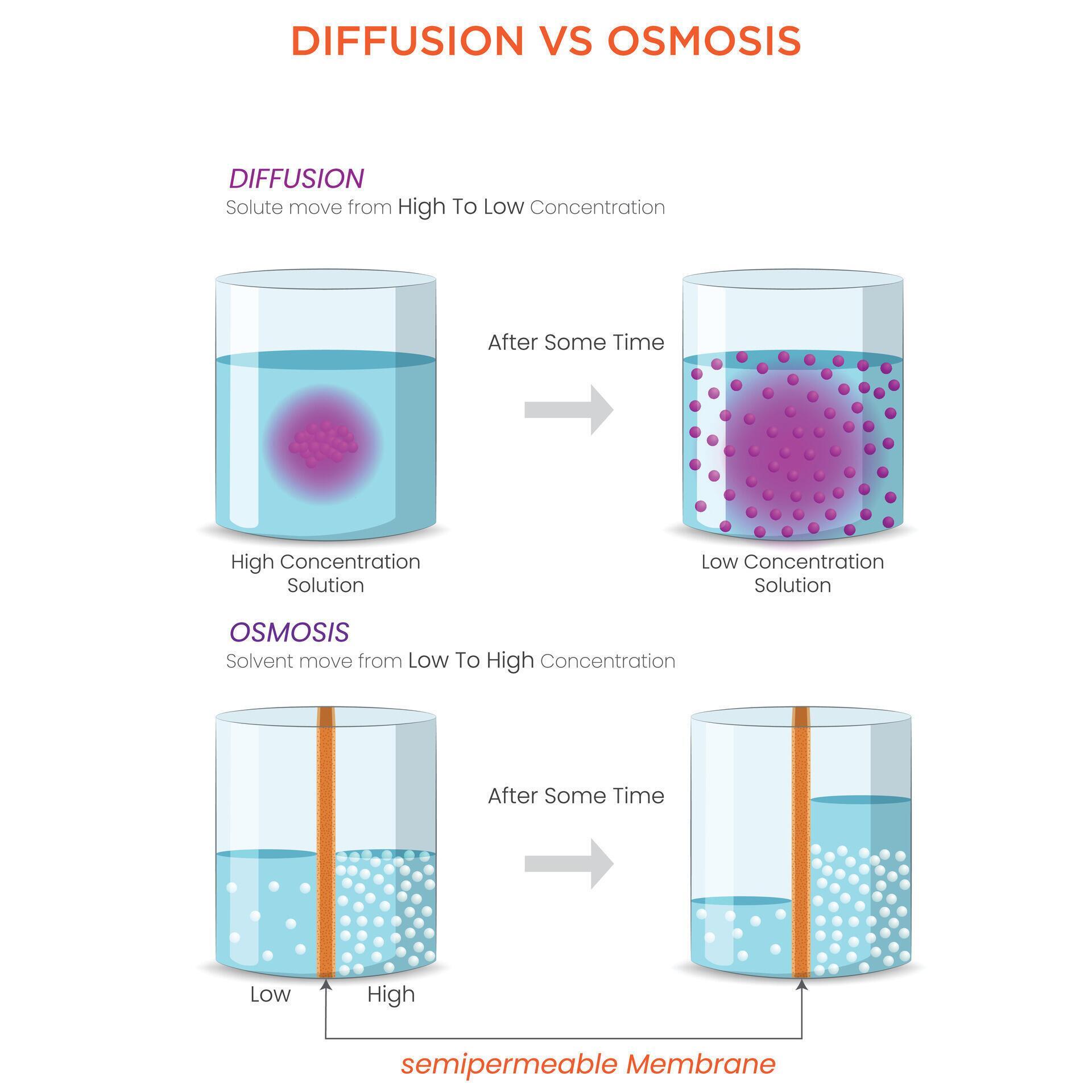 Diffusion vs Osmosis Key Differences in Particle and Water Movement ...