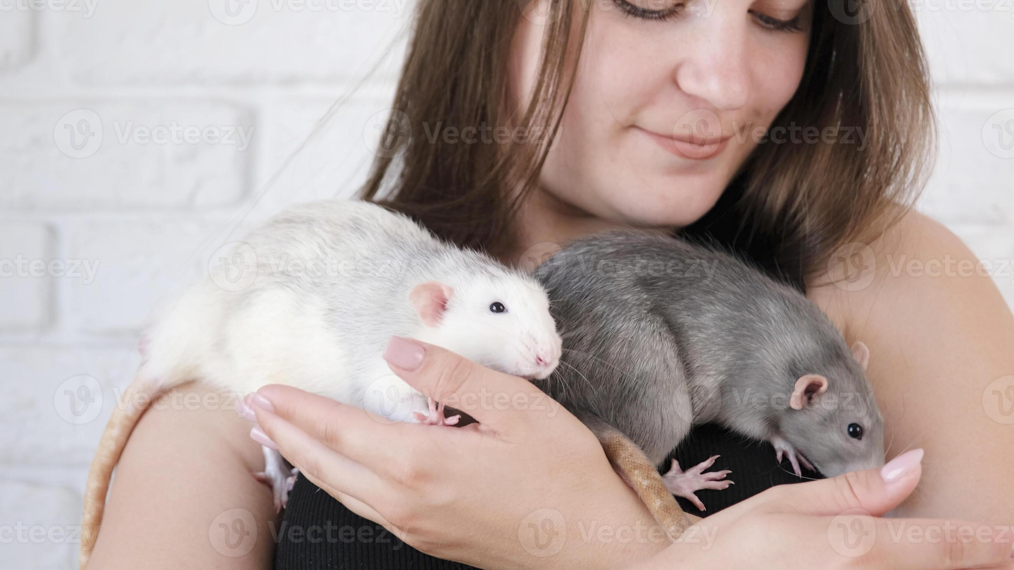 Young woman with a pet rats 52667647 Stock Photo at Vecteezy