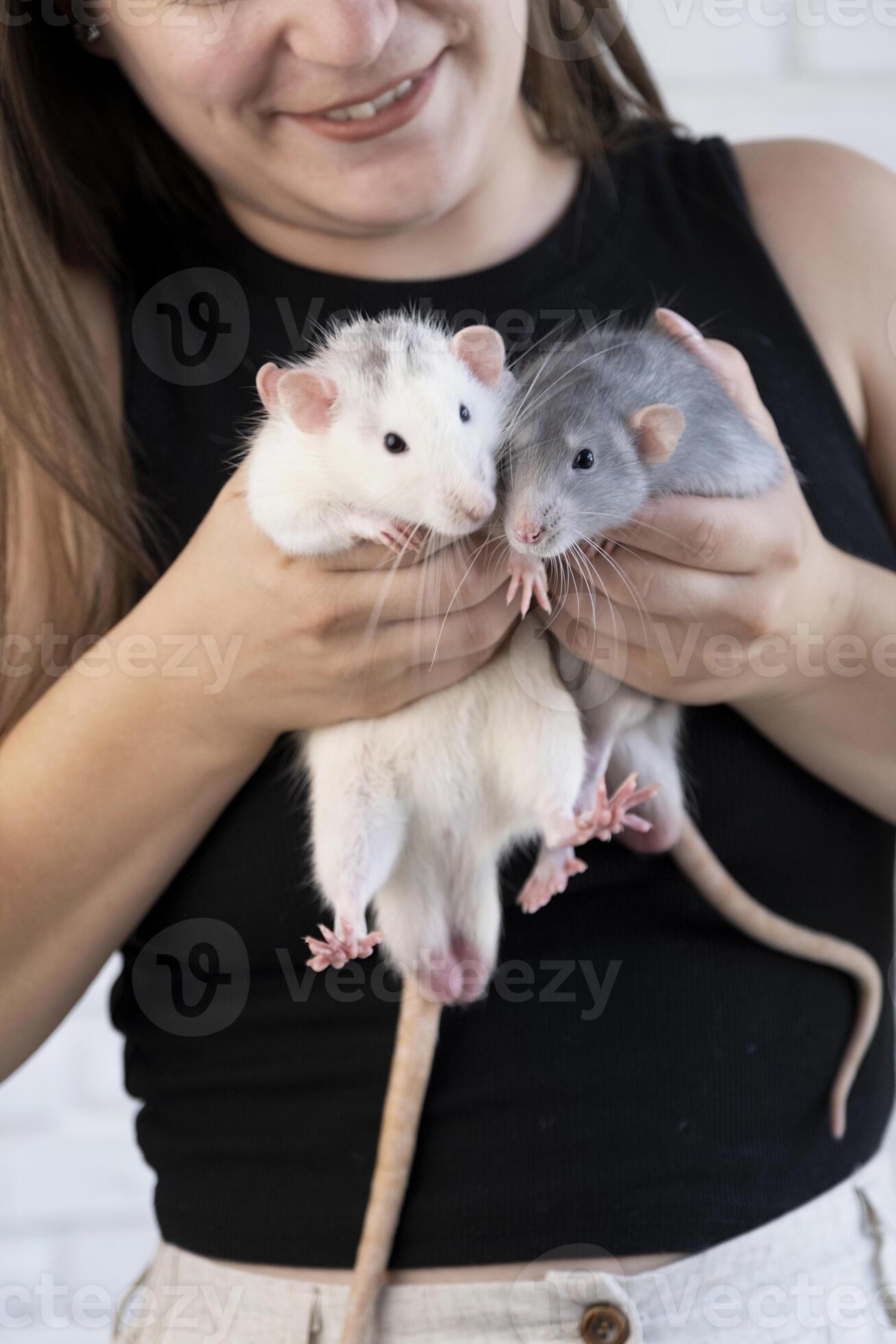 Young woman with a pet rats 52667656 Stock Photo at Vecteezy