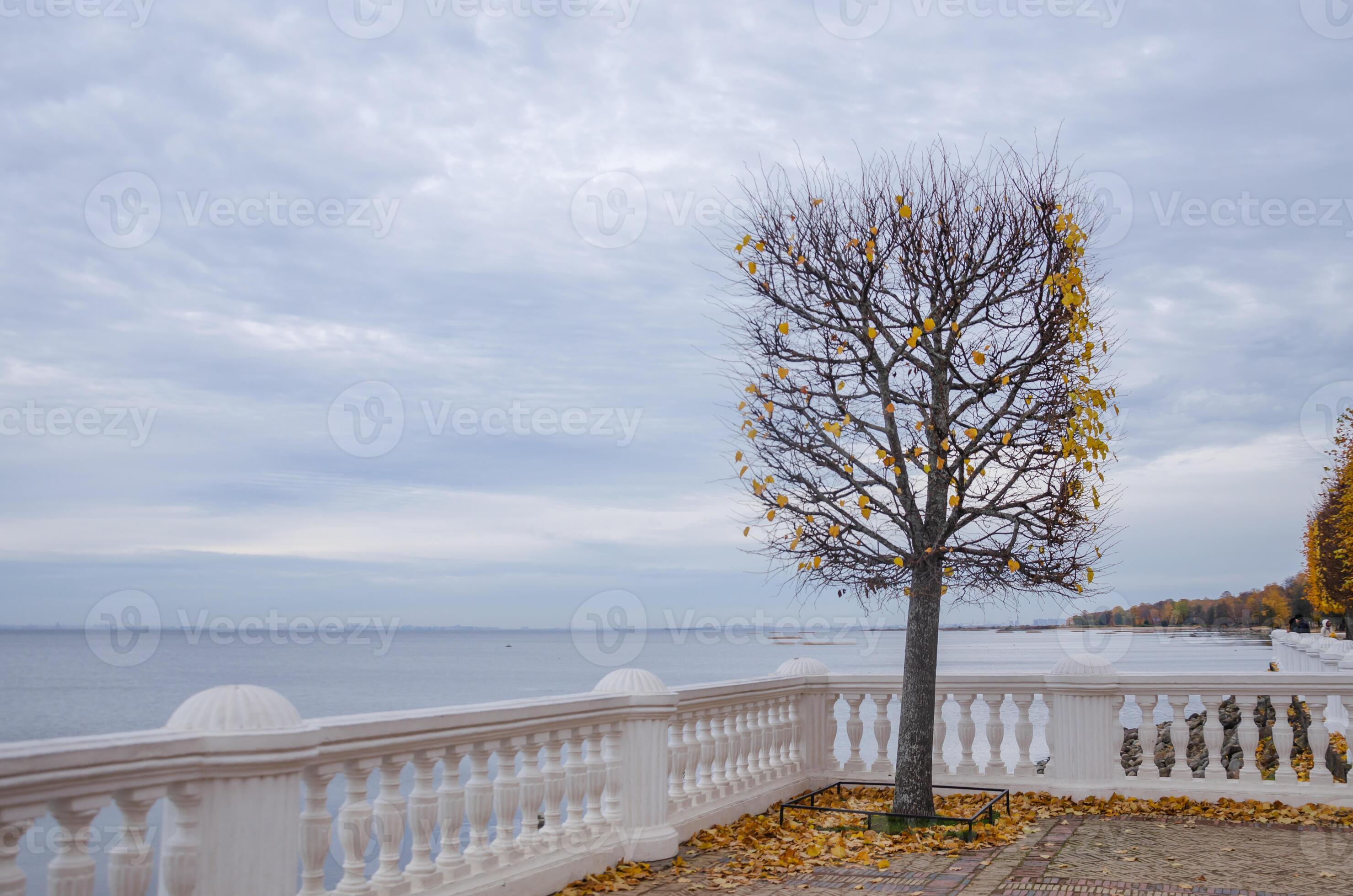 One tree grows on the embankment. An autumn tree without leaves. 52667881 Stock Photo at Vecteezy
