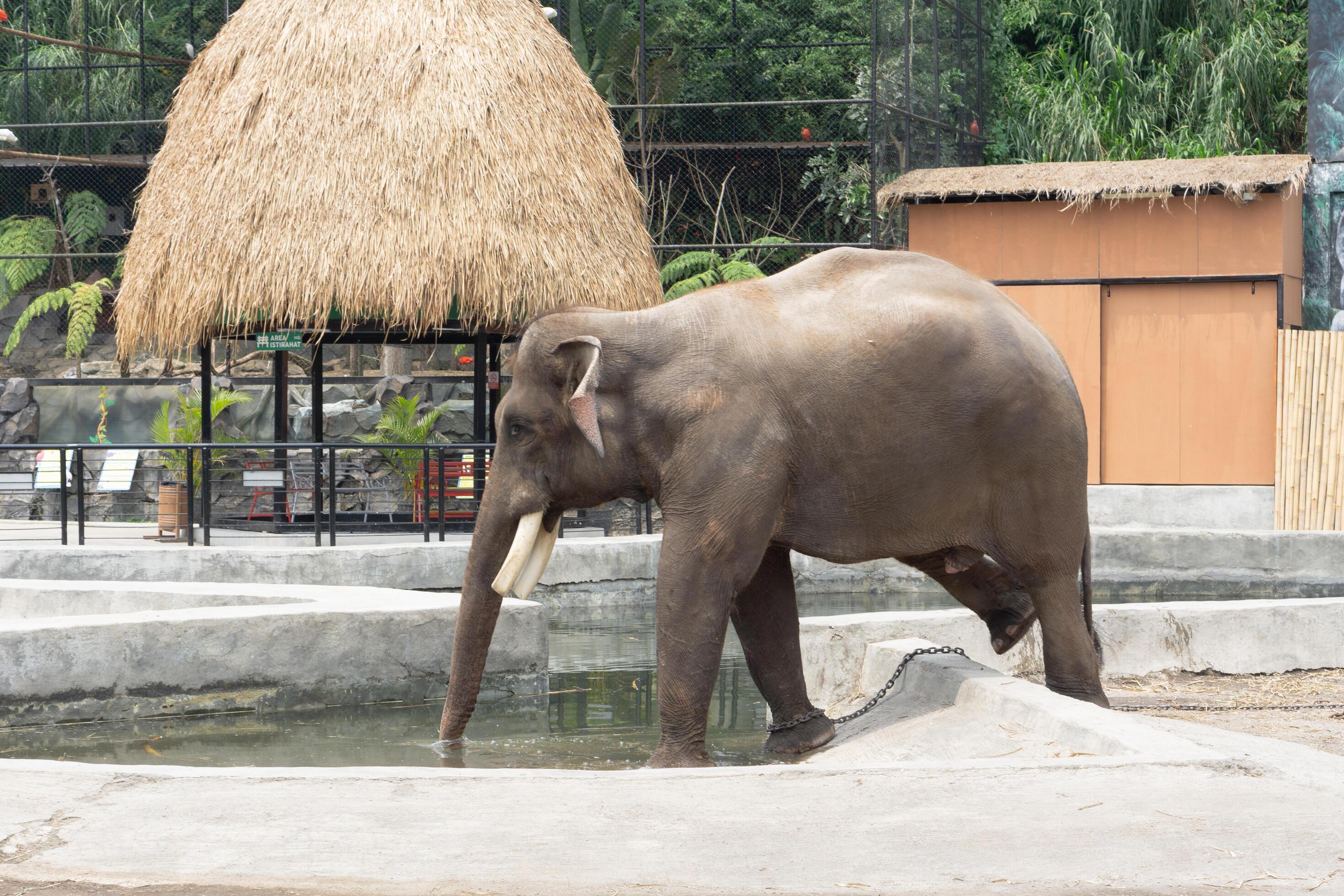 An elephant is going to bath wit water in pond in zoo 52675619 Stock Photo at Vecteezy