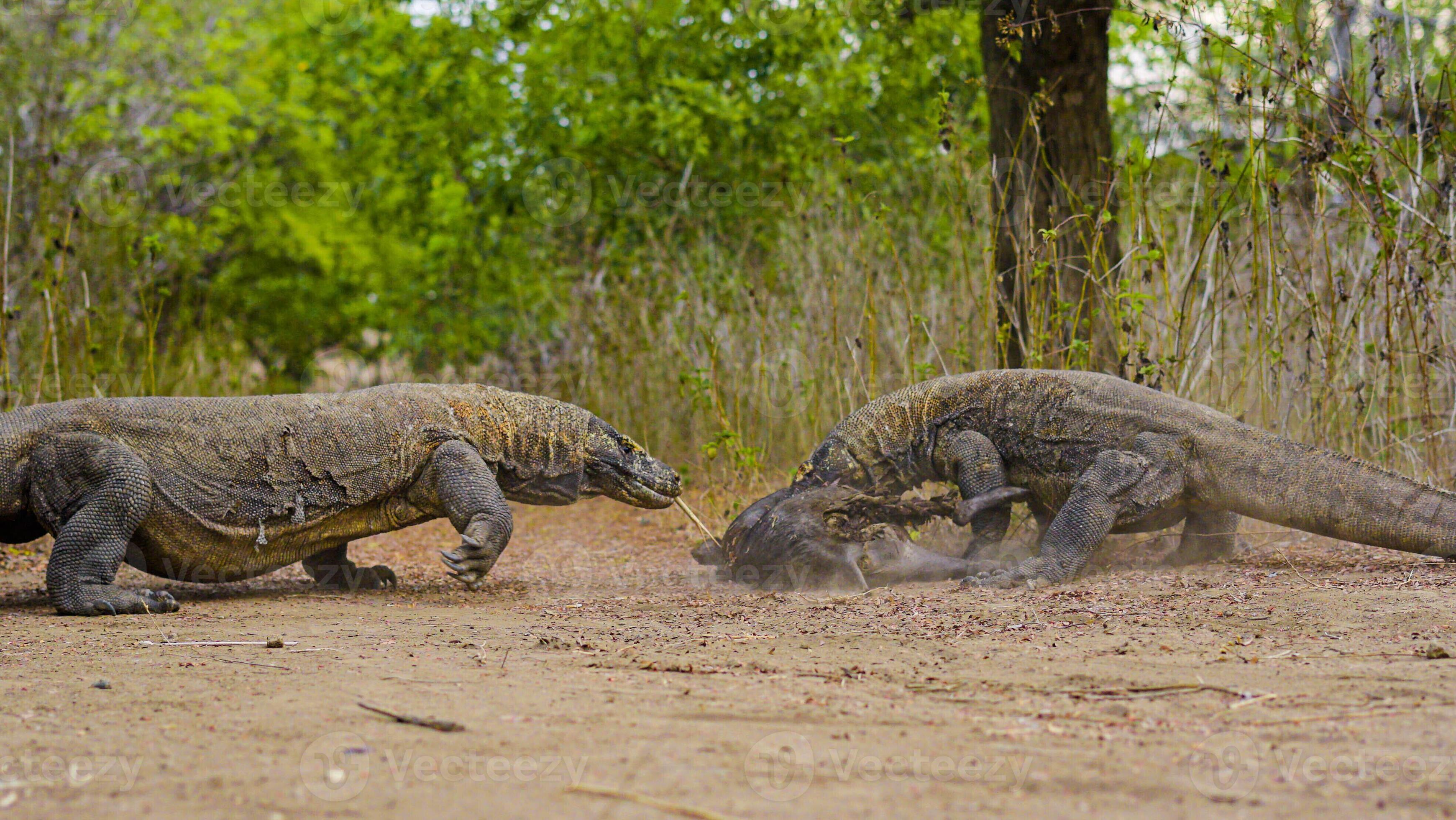 The Komodo dragon eating. Found in the Indonesian islands of Komodo, Rinca, Flores, Gili Motang ...