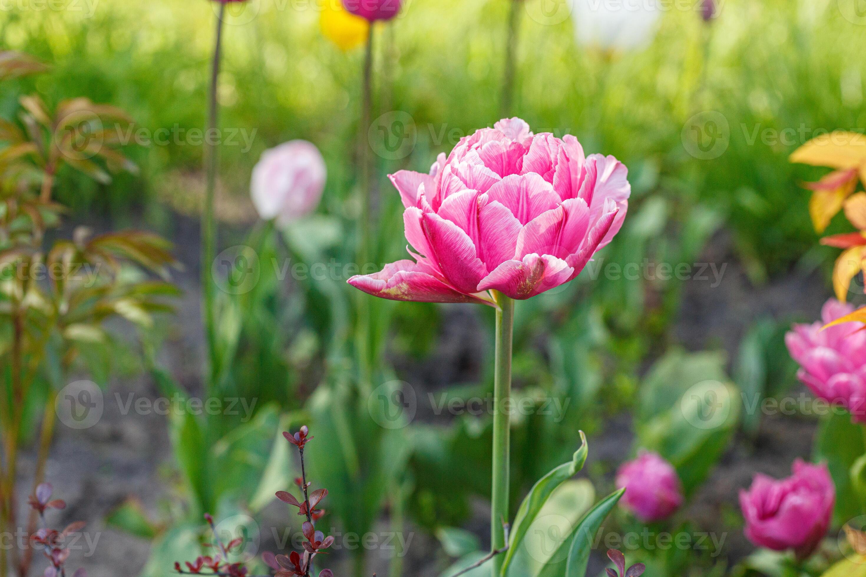 tulip bloom, beautiful field of tulips 52699136 Stock Photo at Vecteezy