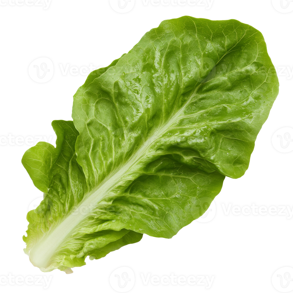 Fresh romaine lettuce leaf for healthy meals 52706249 PNG