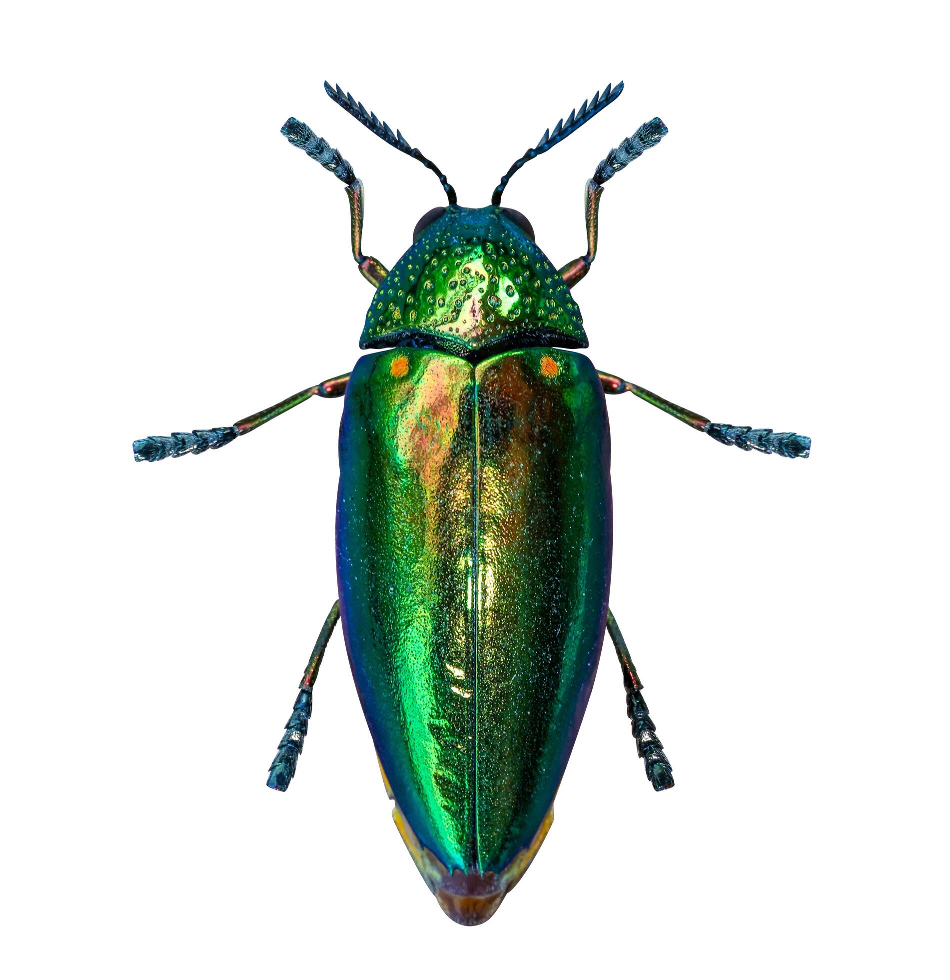 Sternocera aequisignata or green jewel beetle native to southeast asia isolated on white ...