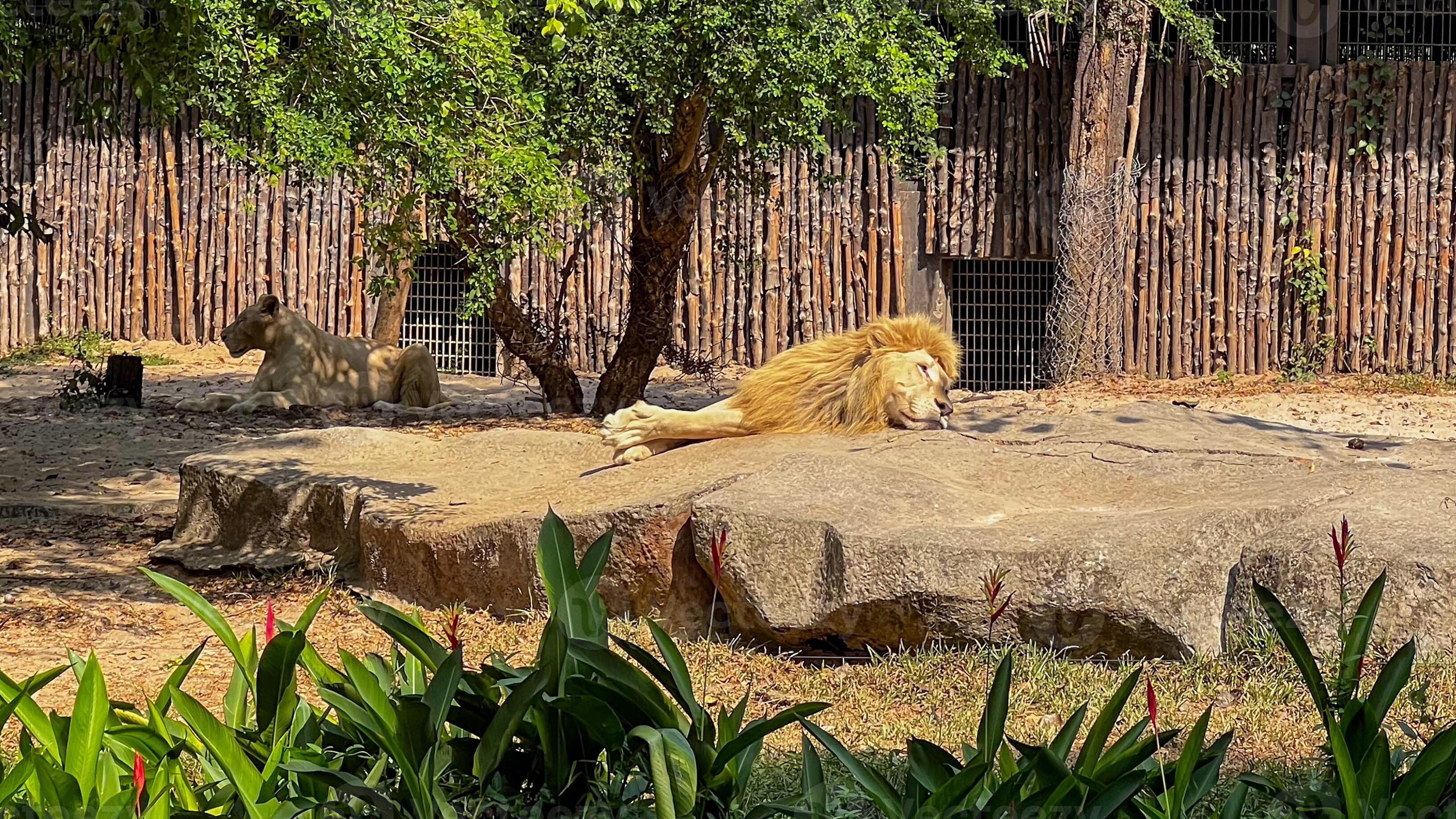 A majestic lion and lioness bask peacefully in the sun at a zoo, representing wildlife ...