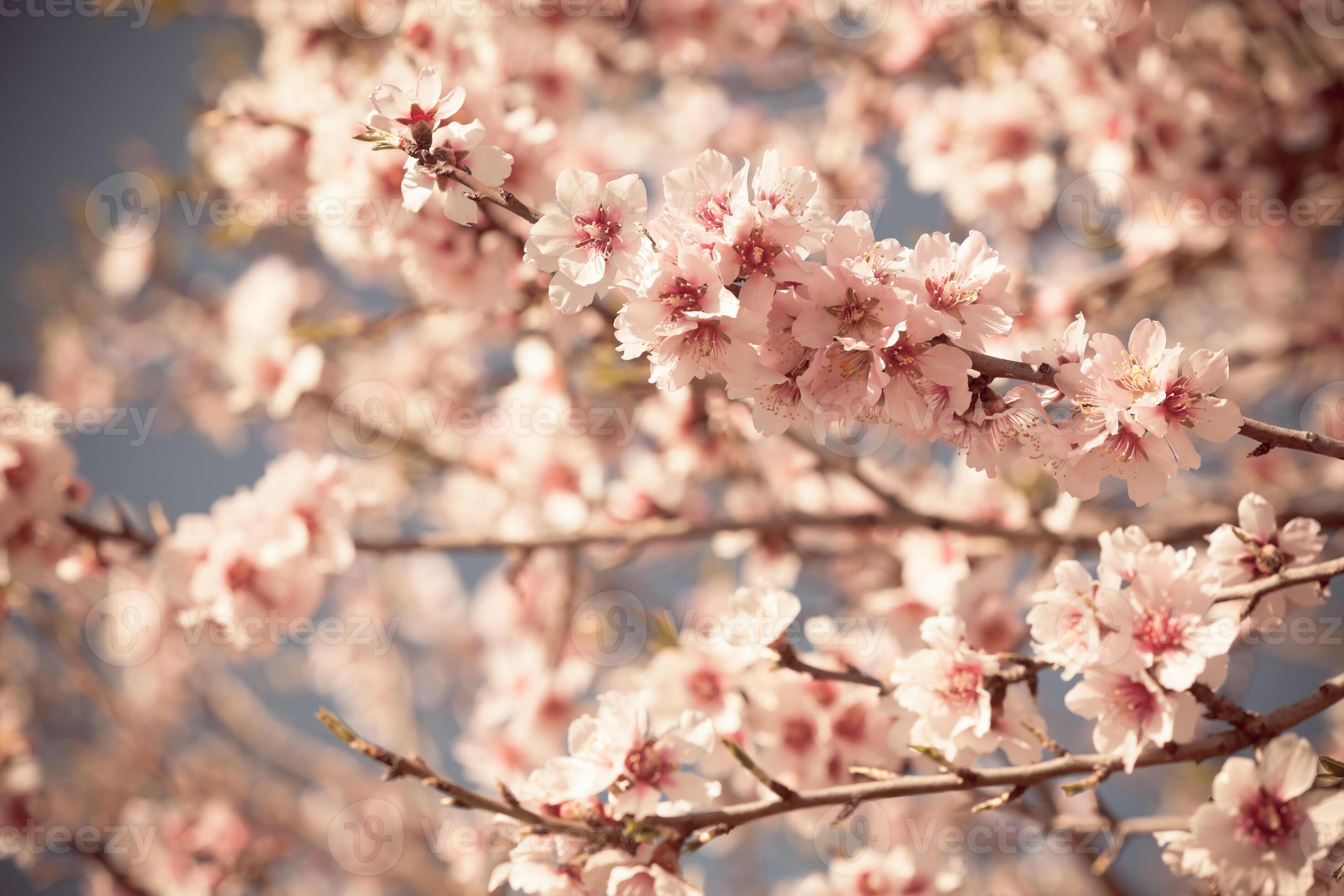 Pink Flowers Blooming Peach Tree at Spring 52781289 Stock Photo at Vecteezy