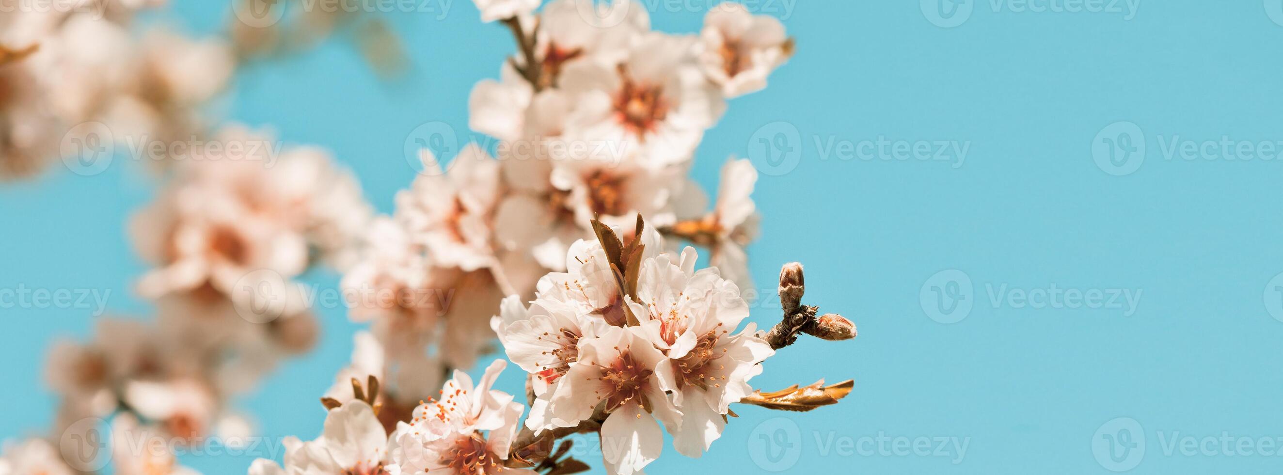 Pink Flowers Blooming Peach Tree at Spring 52781411 Stock Photo at Vecteezy