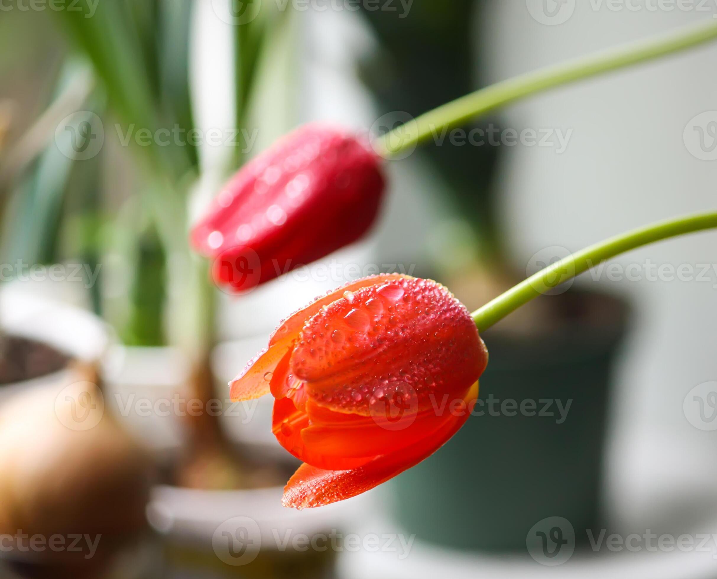 Spring tulip flowers. 52874633 Stock Photo at Vecteezy