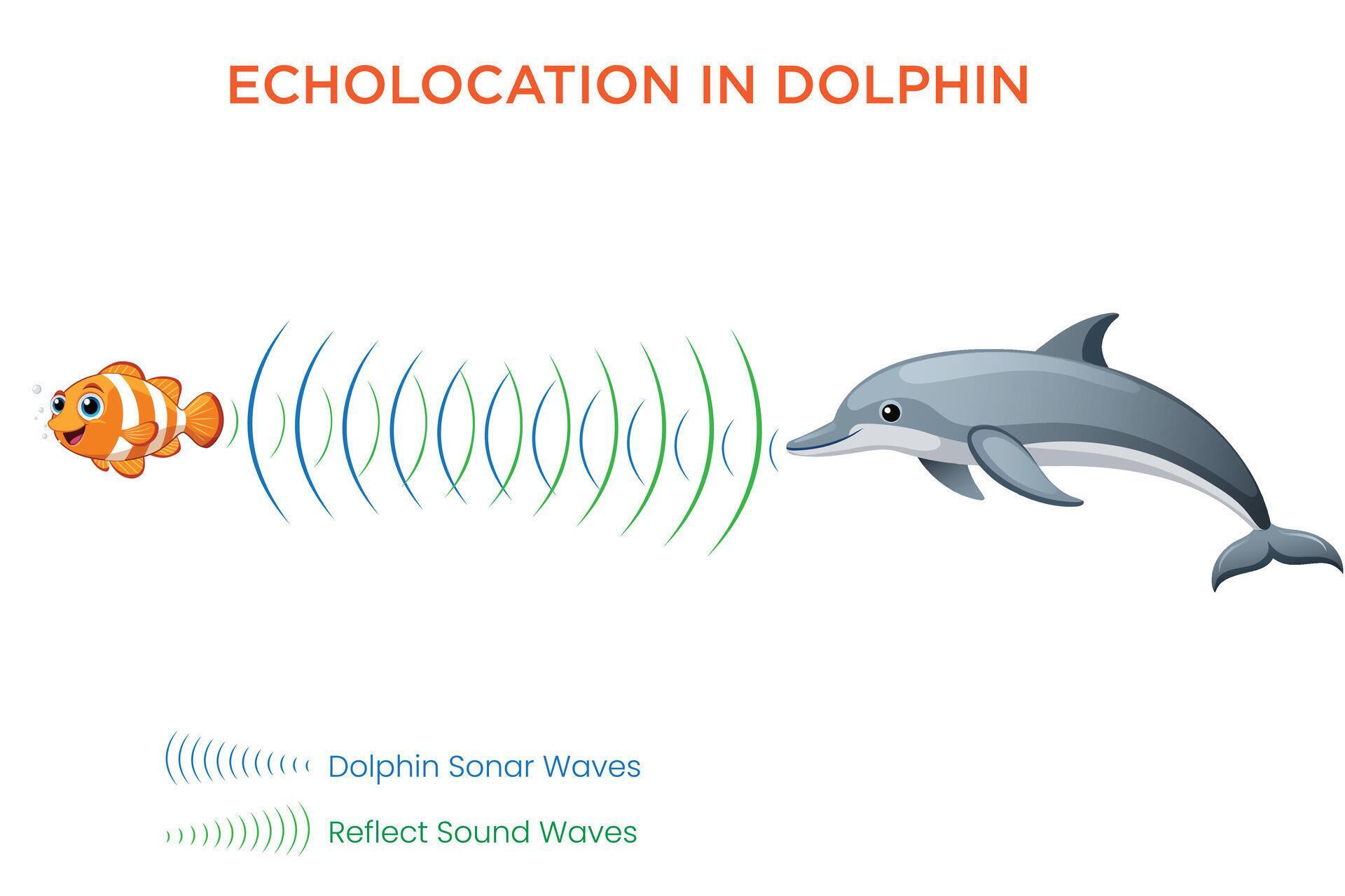 How Dolphins Use Echolocation Nature's Sonar for Navigation and Hunting 52931513 Vector Art at ...
