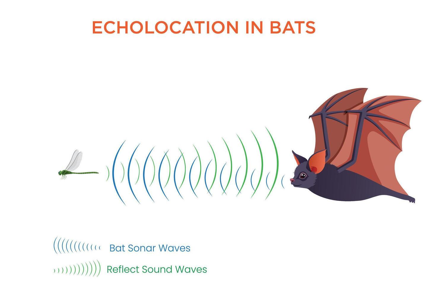 Echolocation in Bats Using Sound Waves to Navigate and Hunt in the Dark 52931519 Vector Art at ...