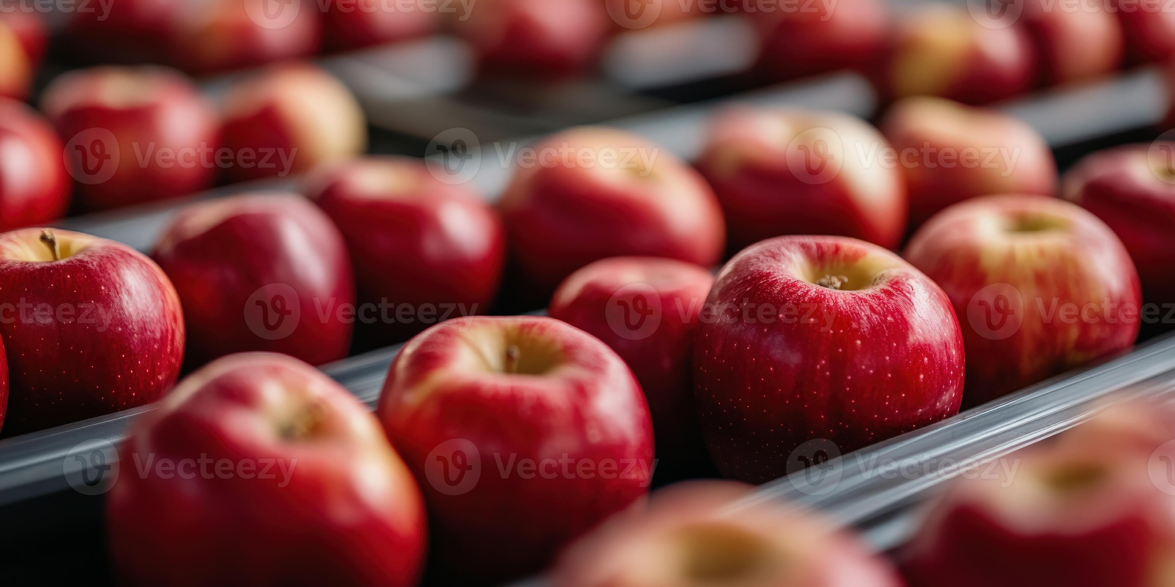 Red apples lined up on sorting trays in a fresh produce facility ...