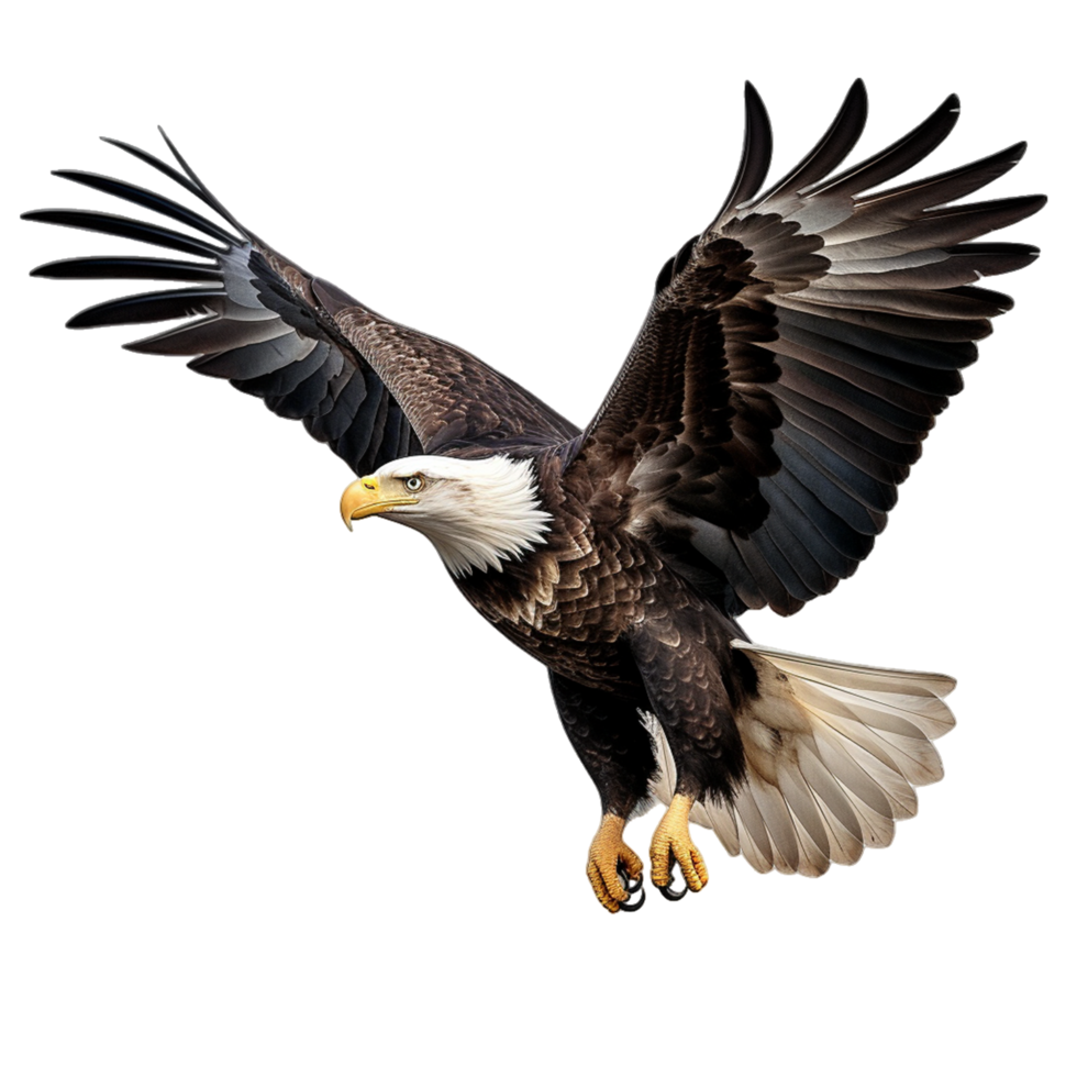 Bald Eagle Soaring 53016100 PNG Bald Eagle Soaring 53016100 PNG