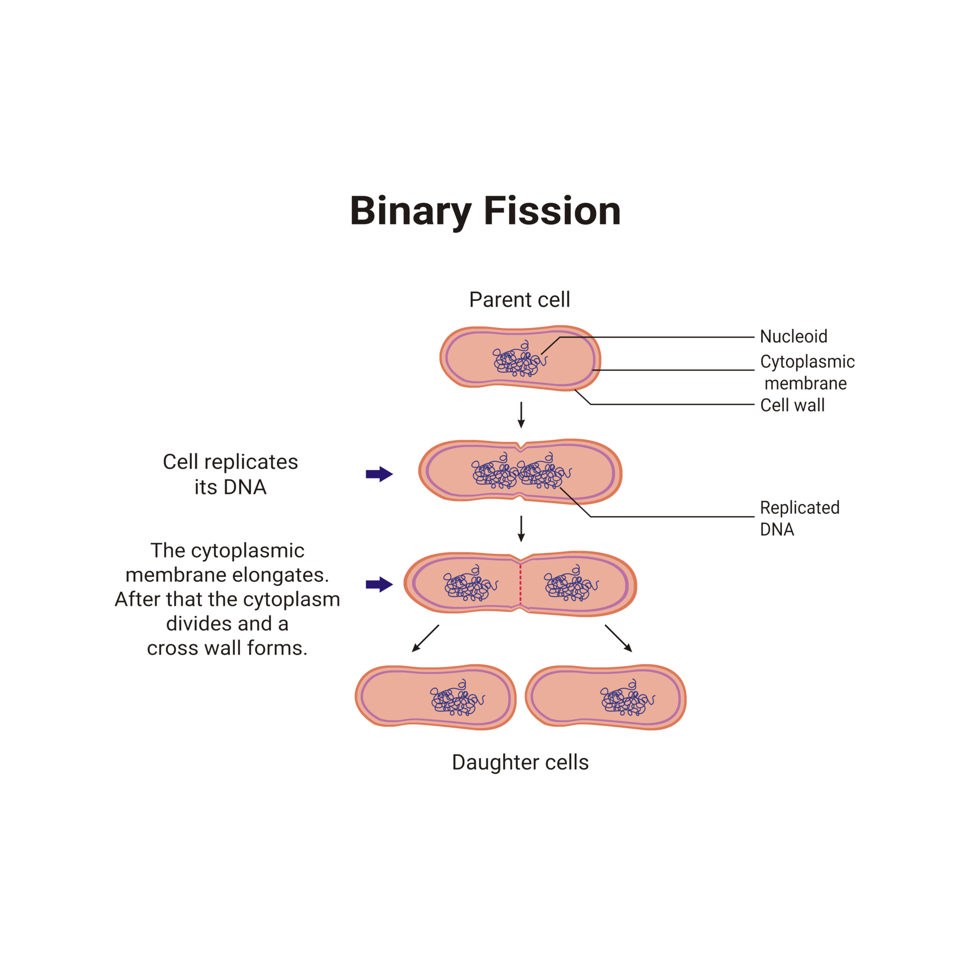 Binary fission process of cell reproduction in the division stages diagram 53016404 PNG