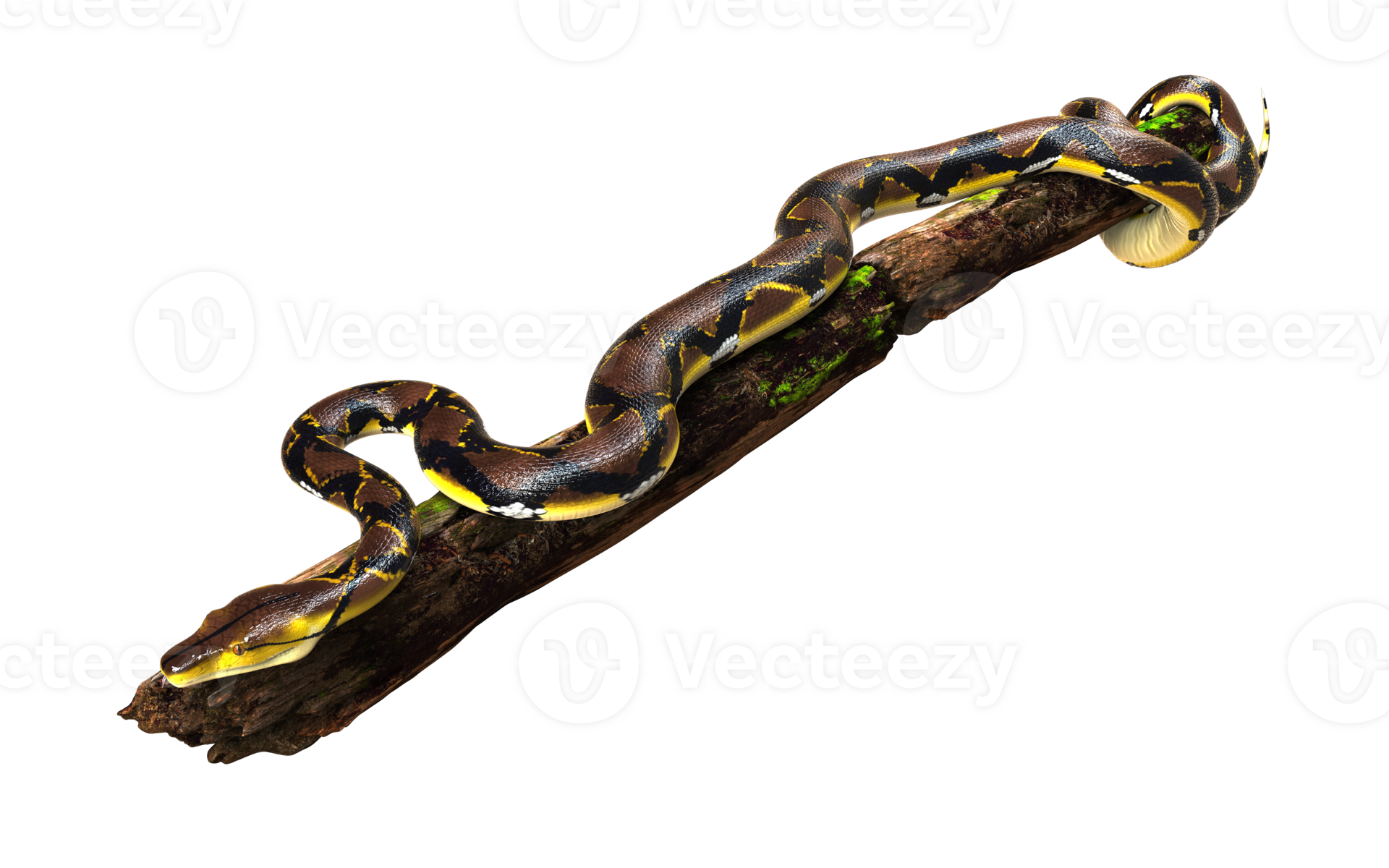 A Golden Reticulated Python, Boa Constrictor crawling on logs 53024756 PNG