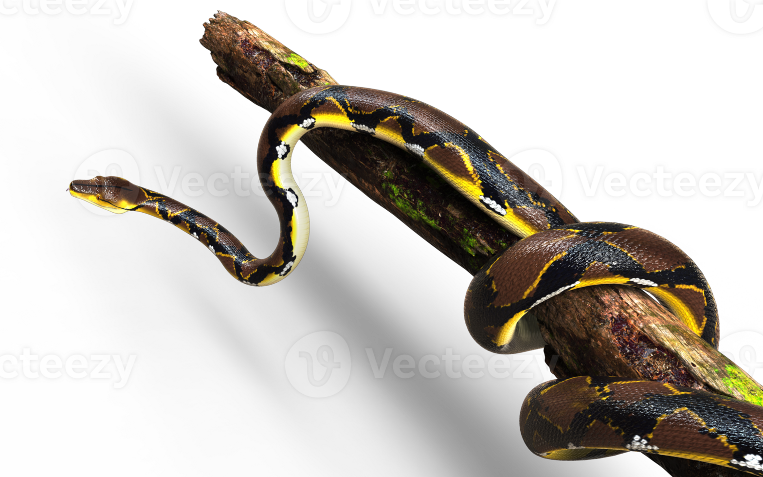 A Golden Reticulated Python, Boa Constrictor The World's Biggest Snake ...