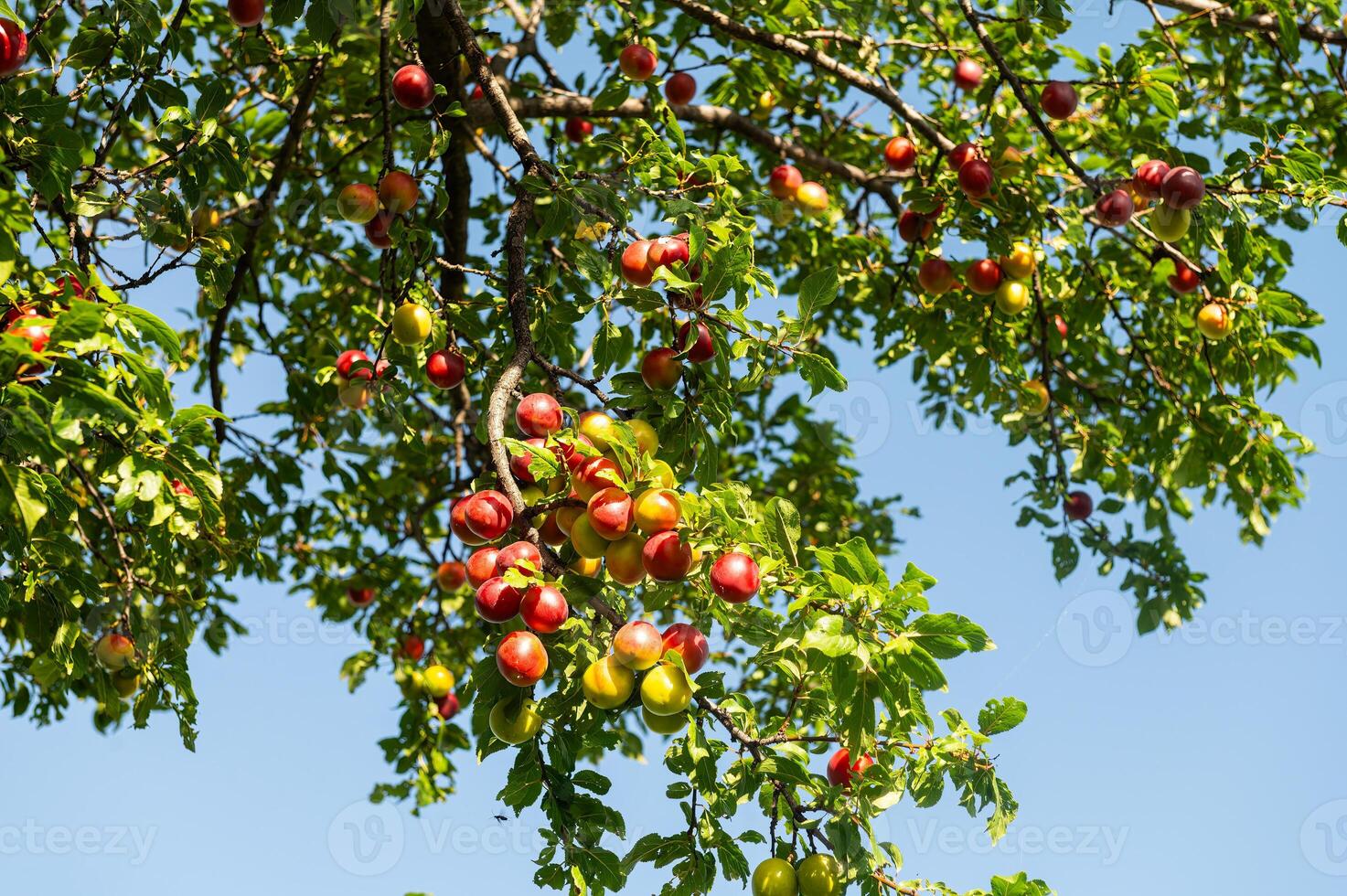 Red and yellow coloured delicious plum fruits on the plum tree branch ...
