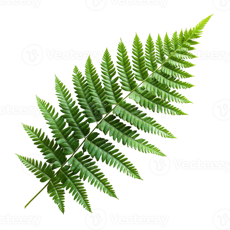 Green Fern Leaf Isolated on Transparent Background 53042425 PNG Green Fern Leaf Isolated on Transparent Background 53042425 PNG