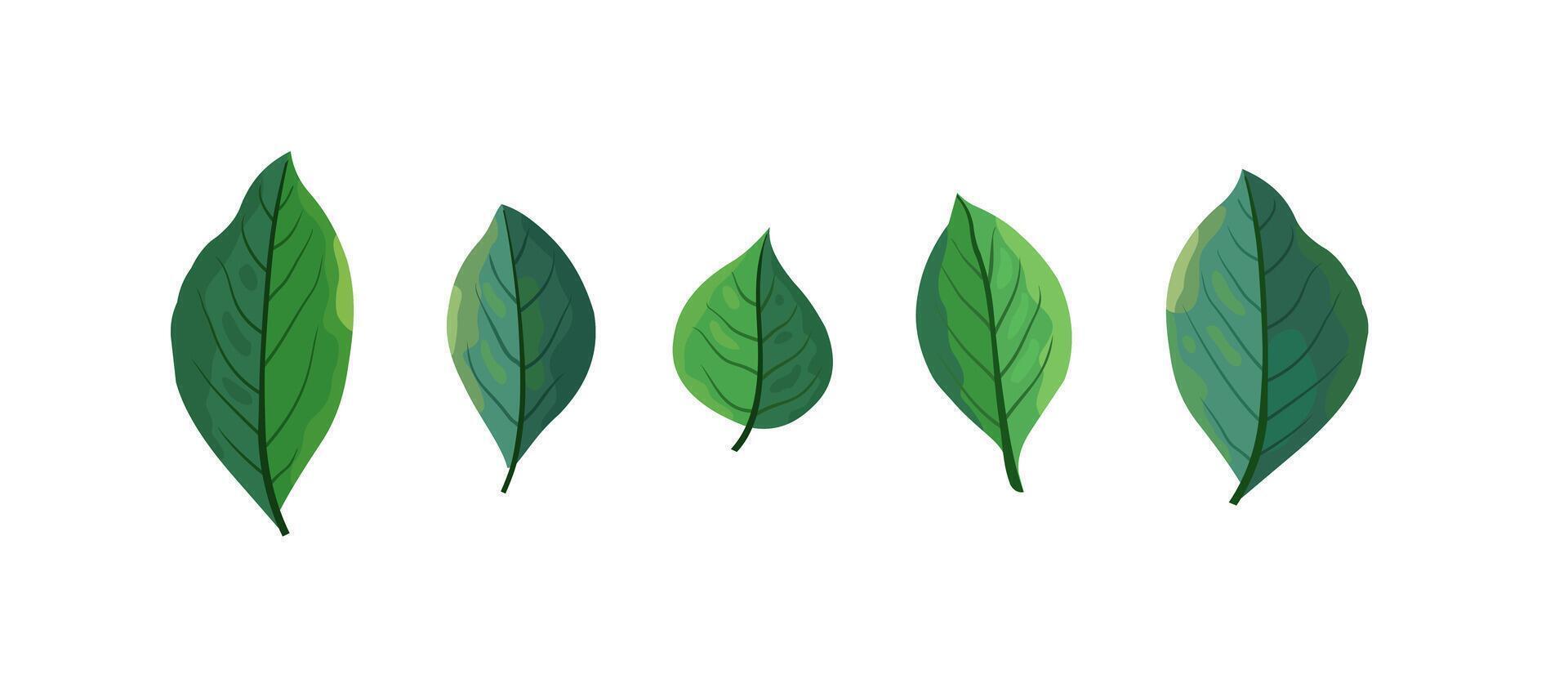 Green leaves icons set. Realistic style 53057731 Vector Art at Vecteezy Green leaves icons set. Realistic style 53057731 Vector Art at Vecteezy