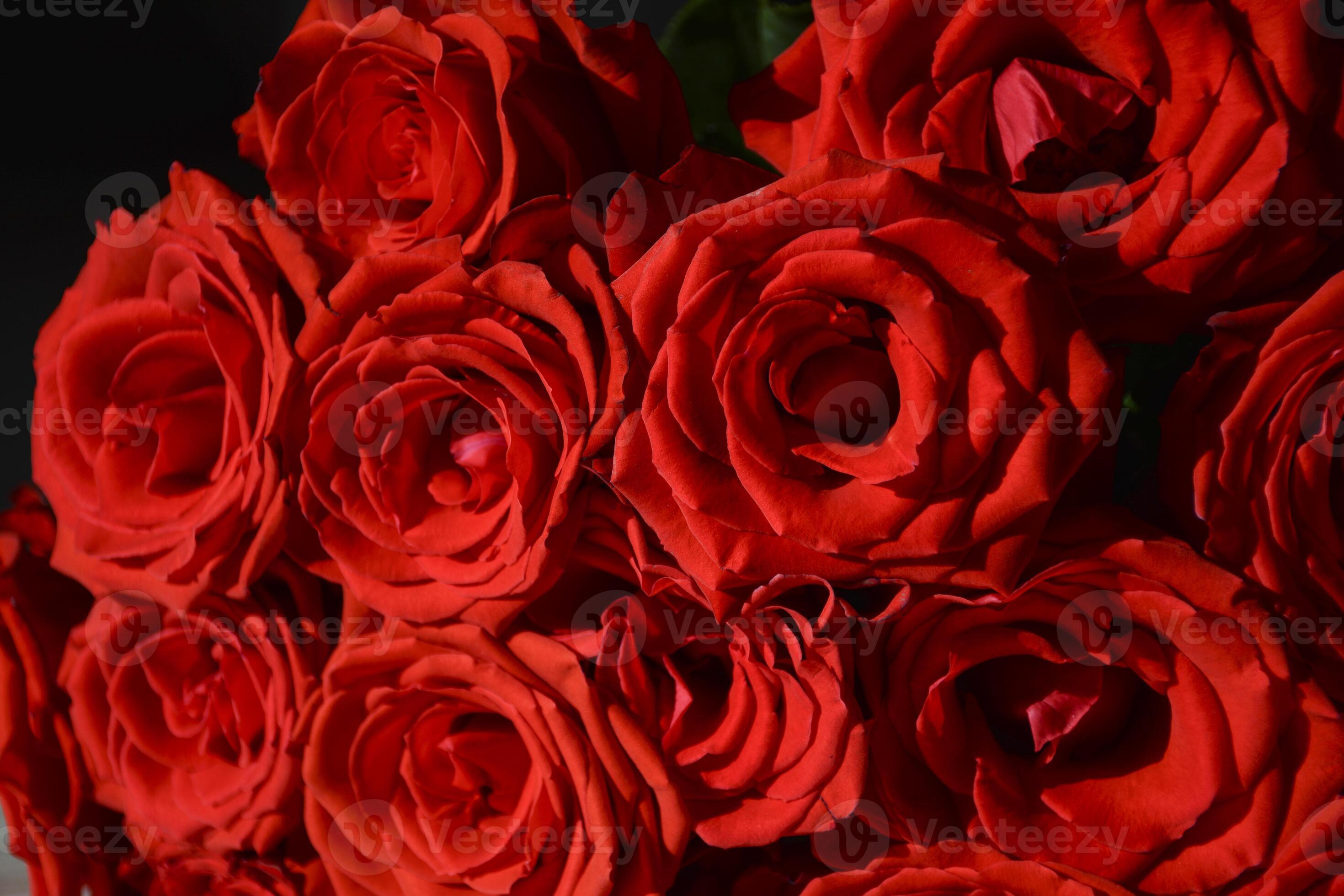 a delicate bouquet of red roses. Pile of red roses on dark background ...