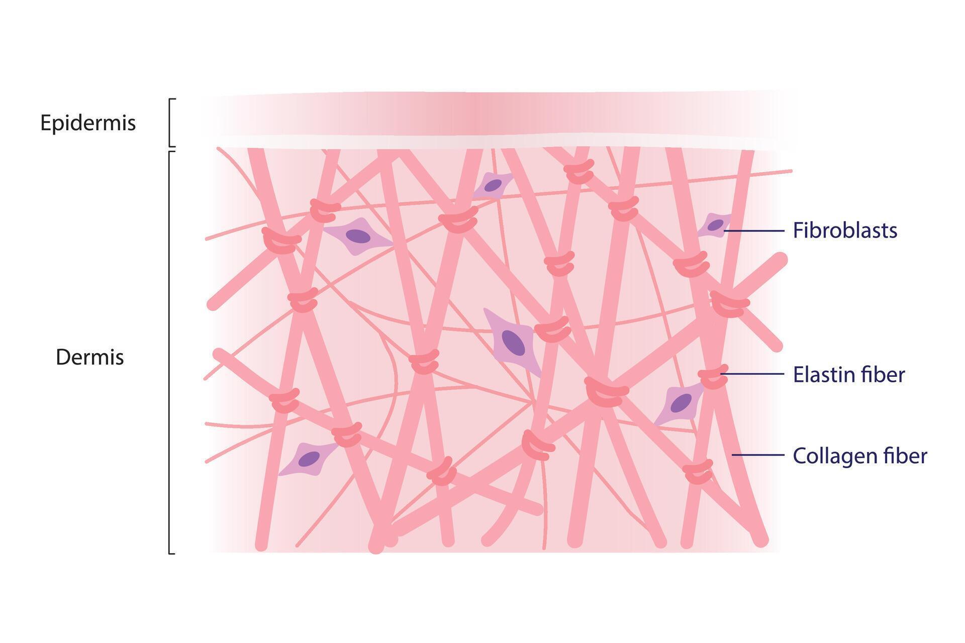 Cross section of high density of collagen, elastin fibers and fibroblasts in the dermis layer ...