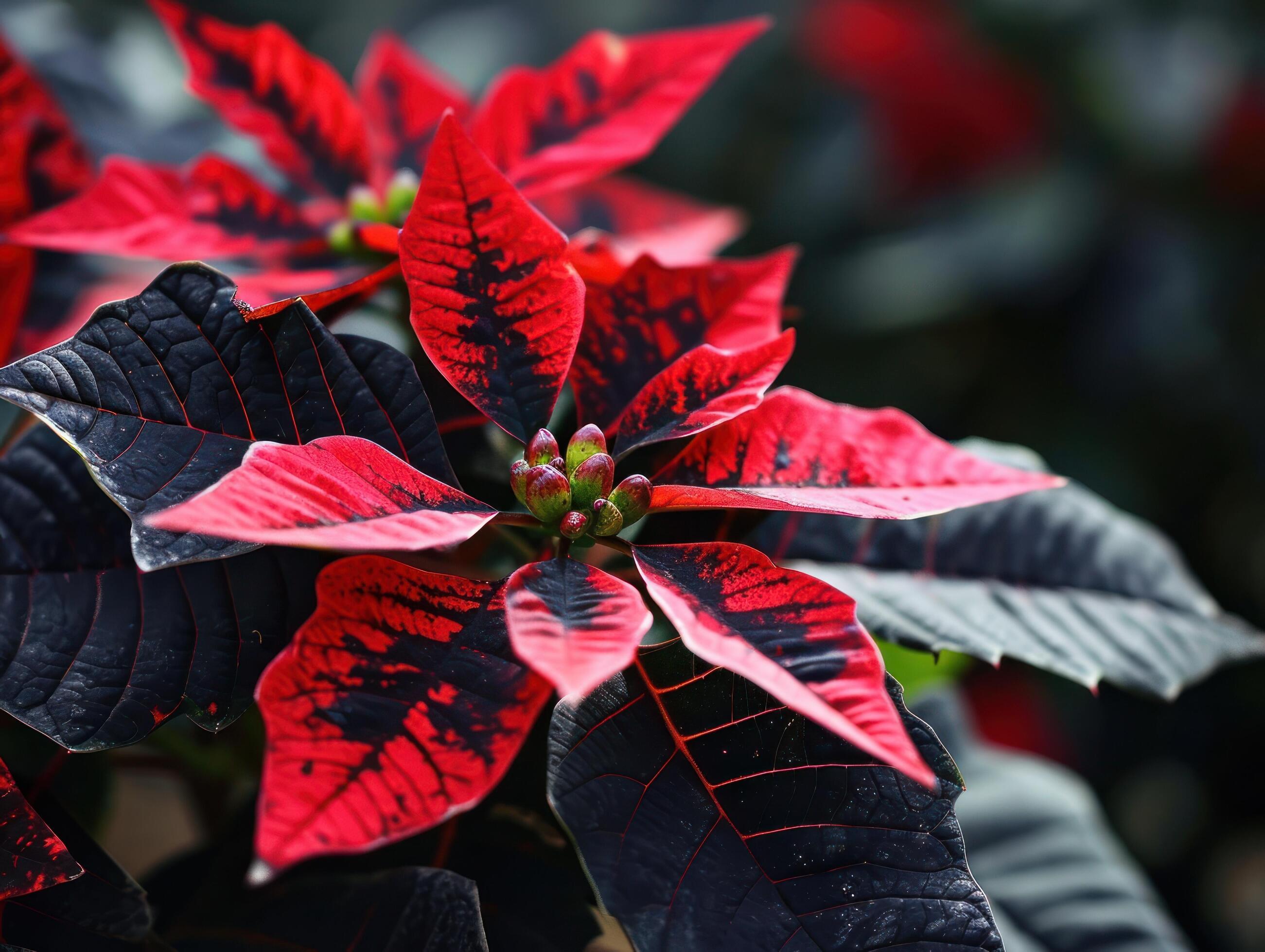 a close up of a red and black plant 53193883 Stock Photo at Vecteezy