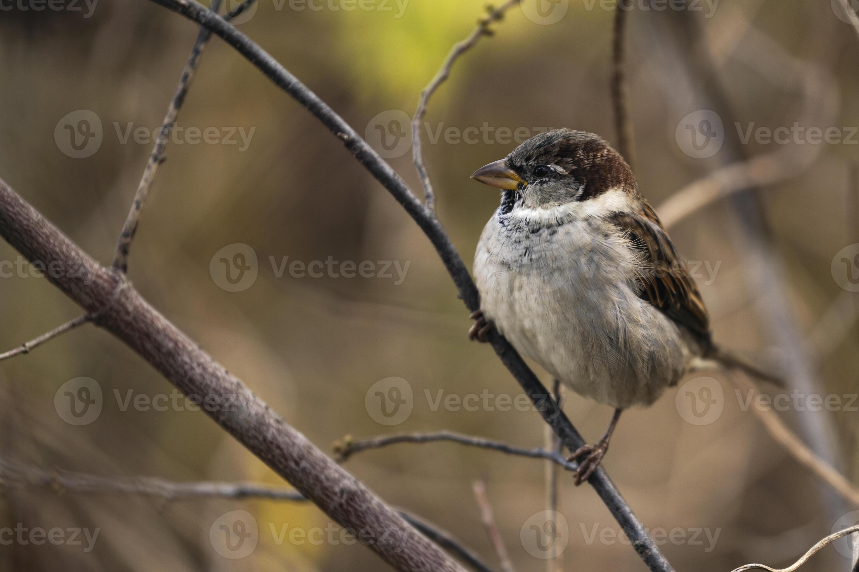 House Sparrow Perched on Branch 53211977 Stock Photo at Vecteezy