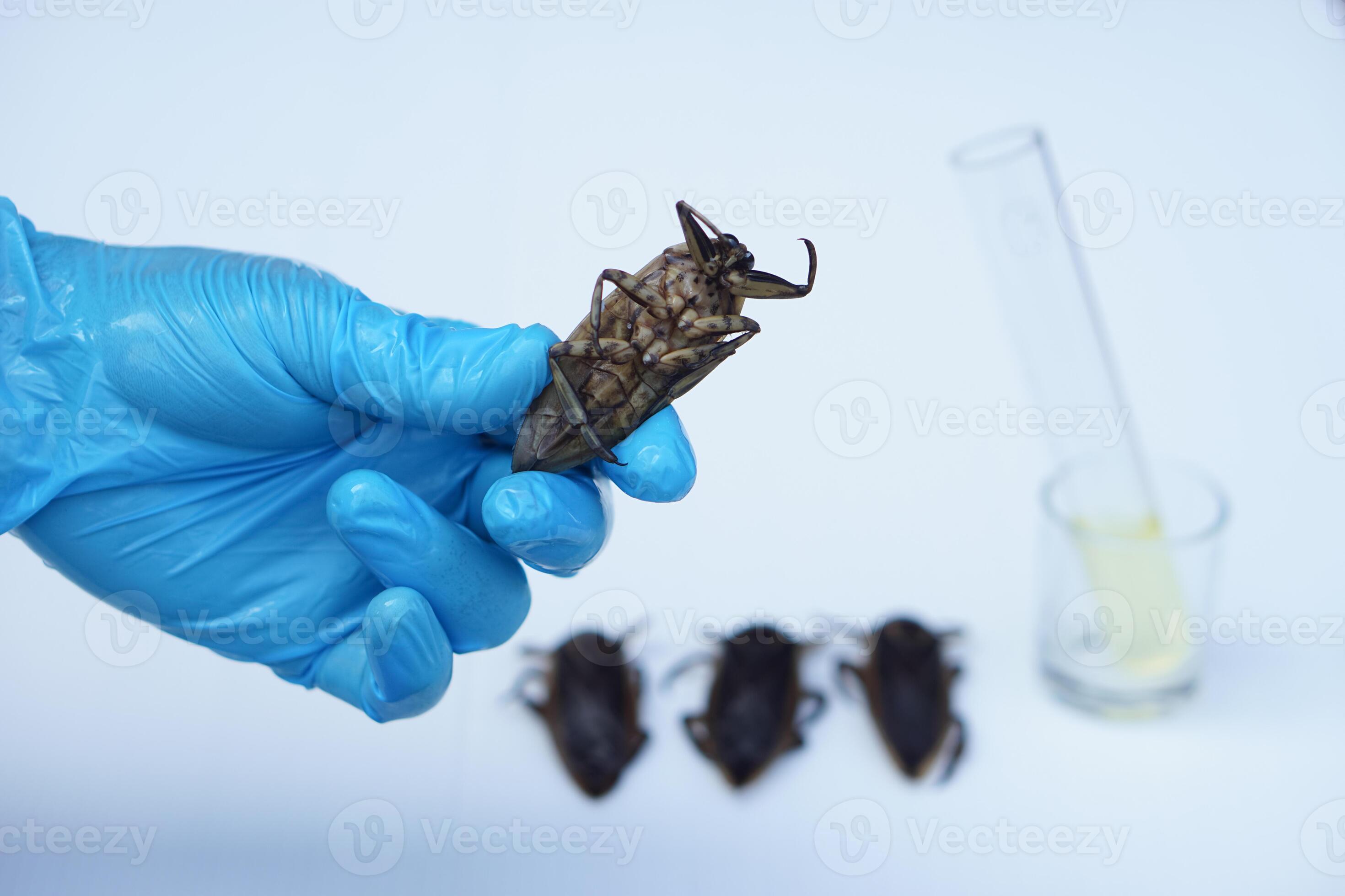 Close up scientist hand wear blue glove hold bug or pimp to do science experiment about smell ...