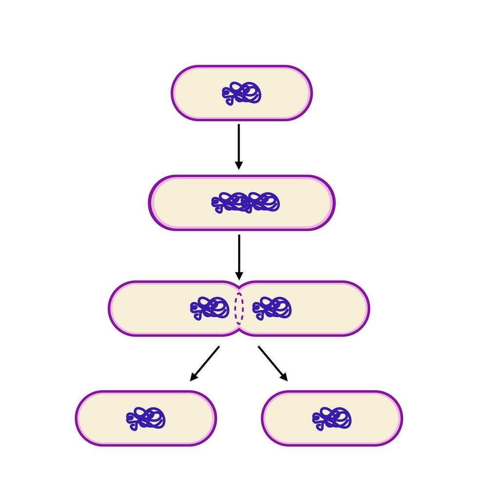 Binary fission of bacteria process illustration. 53257288 Vector Art at ... Binary fission of bacteria process illustration. 53257288 Vector Art at ...