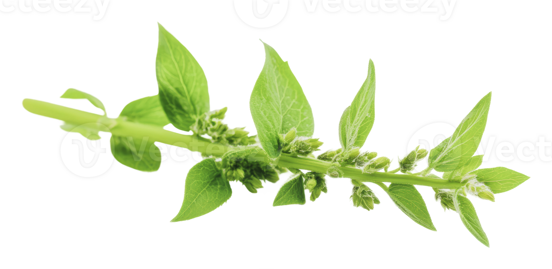 Fresh Green Herb With Vibrant Leaves And Buds 53287548 Png
