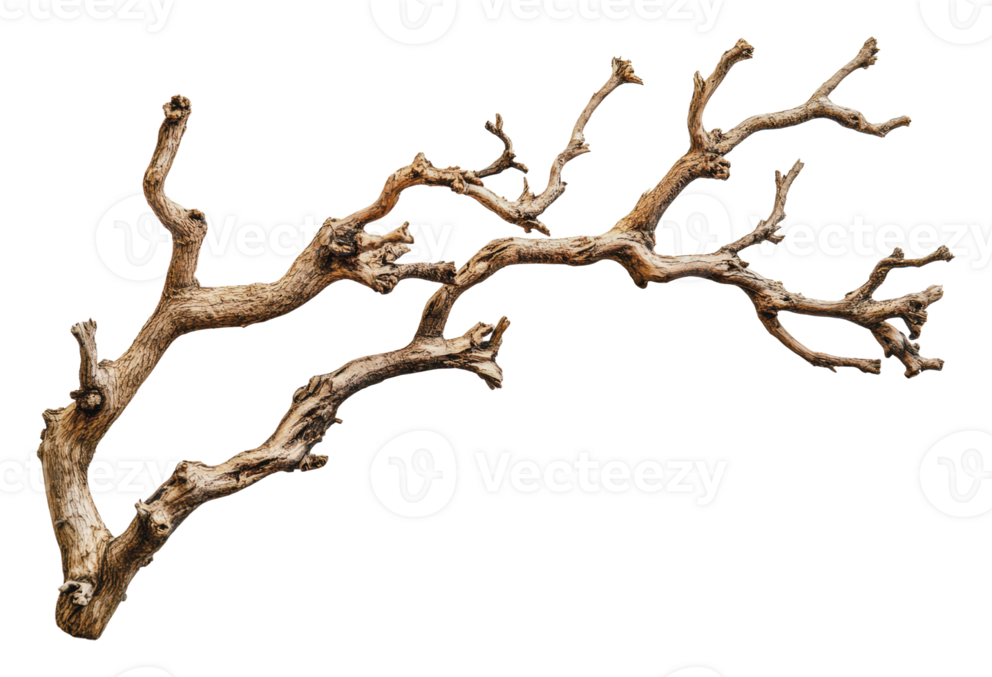 Intricate textured dry tree branch 53288330 PNG