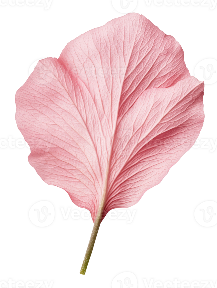 delicate pink leaf showcasing intricate veins and soft texture 53292422 PNG delicate pink leaf showcasing intricate veins and soft texture 53292422 PNG