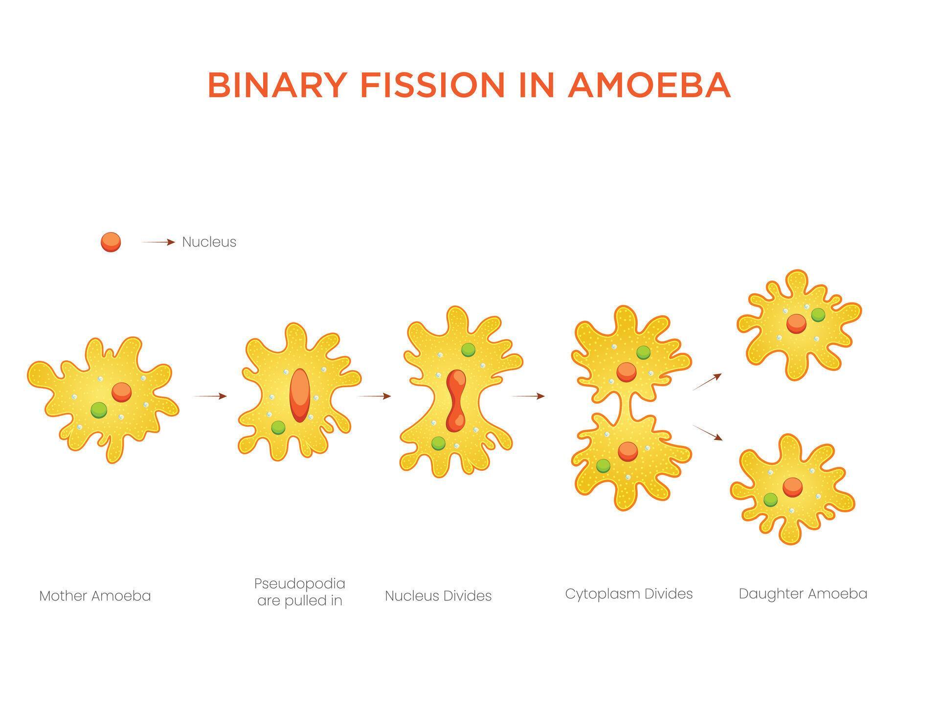 Illustration of Binary Fission in Amoeba Asexual Reproduction Explained 53327122 Vector Art at ...