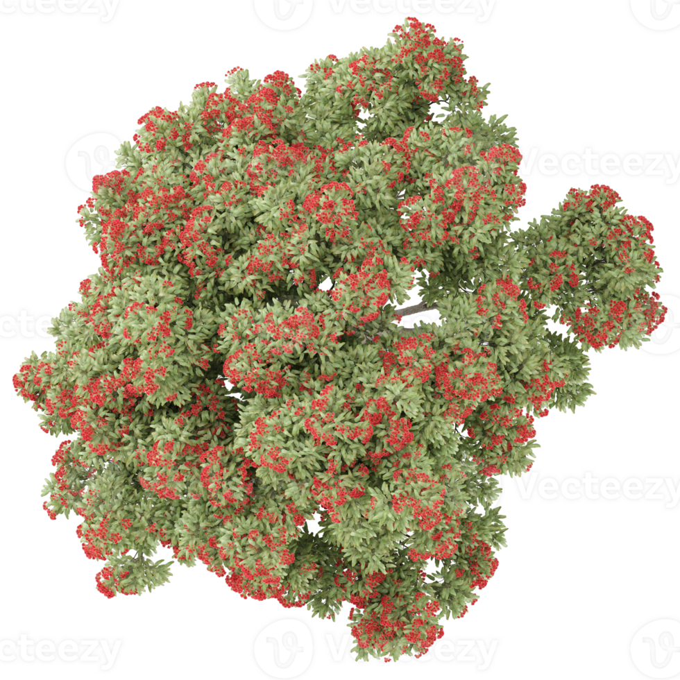 3d illustration of Pohutukawa tree isolated on transparent canvas from ... 3d illustration of Pohutukawa tree isolated on transparent canvas from ...