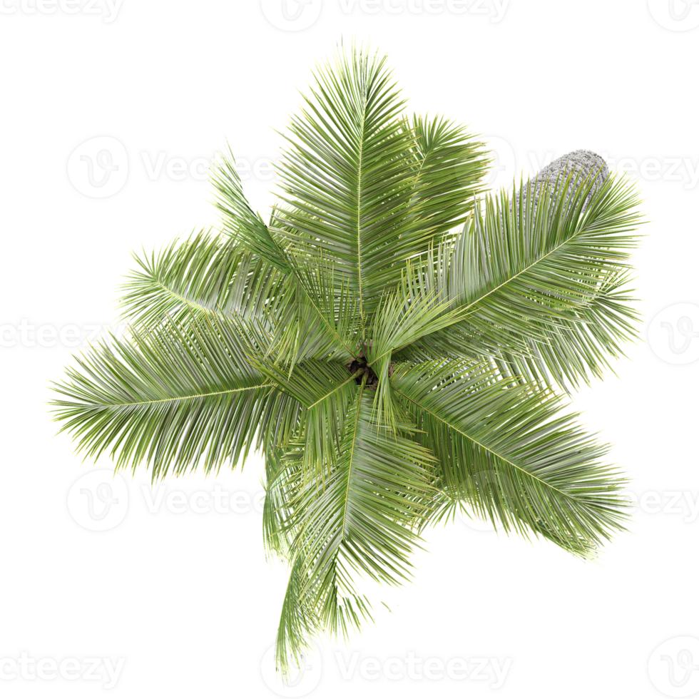 Trees Palm Trees Shrubs Front View Elevation And Top View Trees Palm Trees Shrubs Front View Elevation And Top View