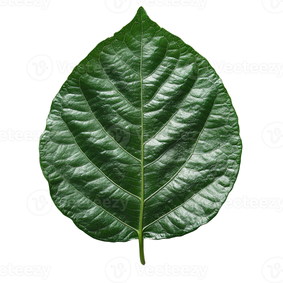 Detailed View Of Teak Tree Leaf With Rich Green Color And Prominent Vein Structures 53345210 Png