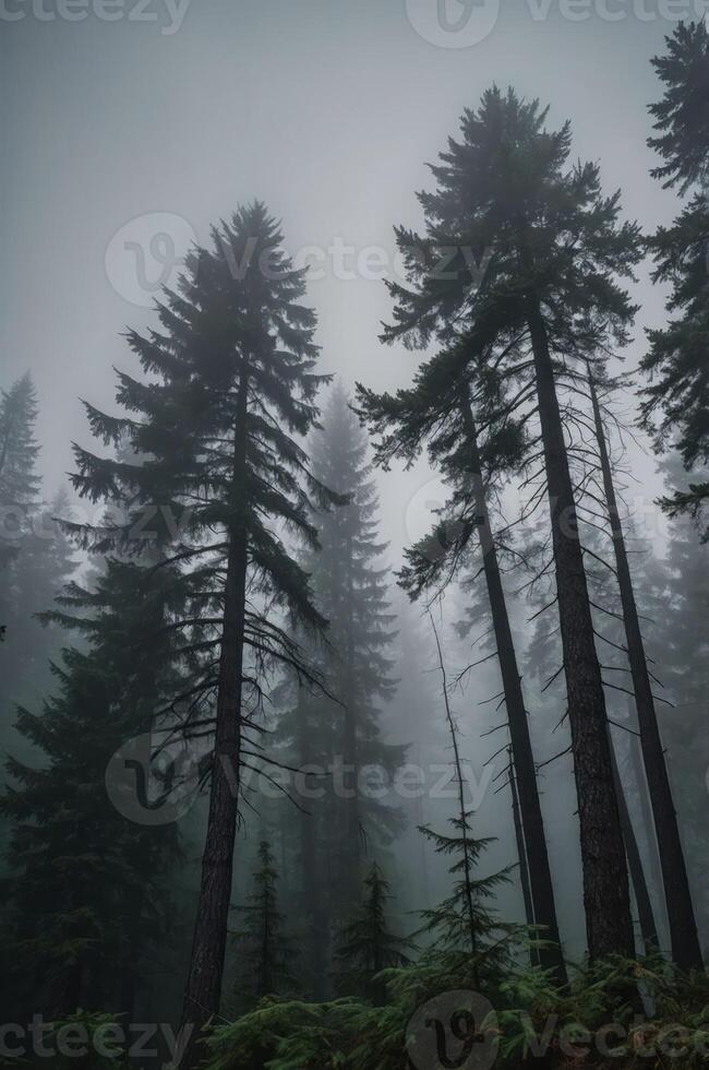 A misty forest scene with tall trees shrouded in fog, creating a serene atmosphere. 53373813 ...