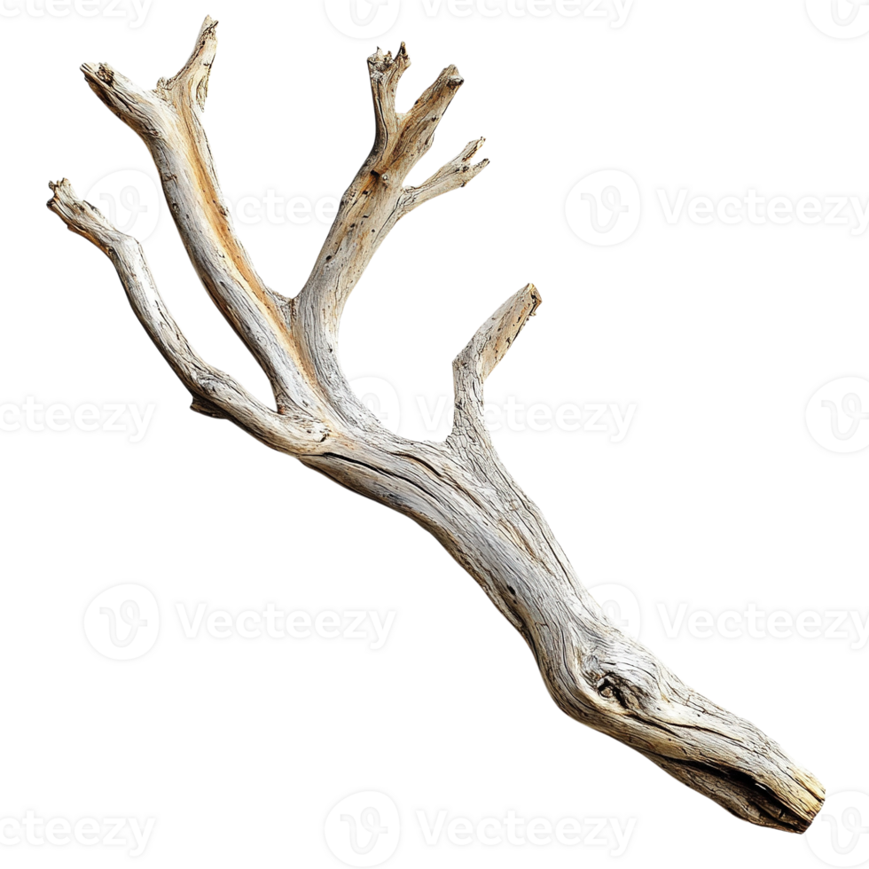Dry Weathered Tree Branch Isolated 53382282 PNG