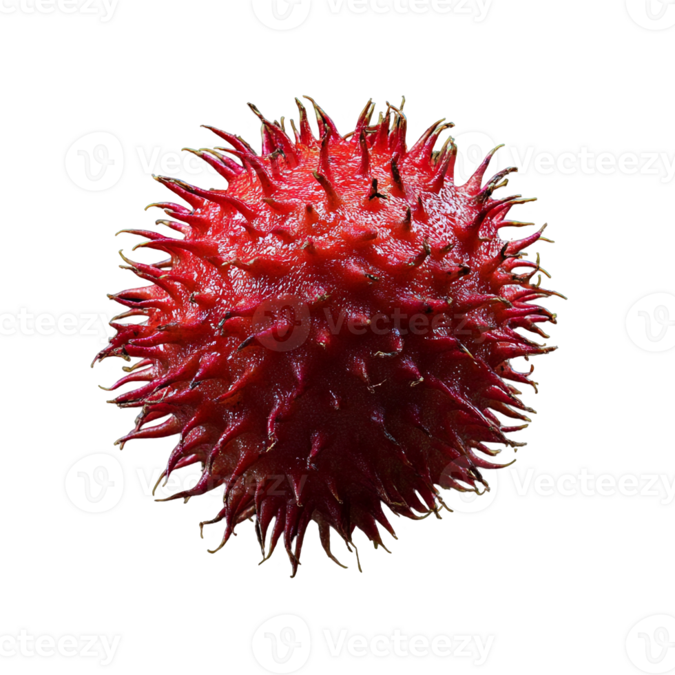 Red Tropical Rambutan Fruit Isolated 53450033 Png