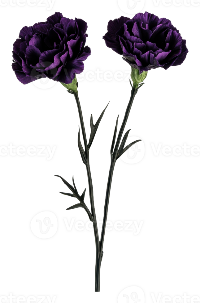 Elegant two-tone purple carnation flowers in bloom 53507034 PNG