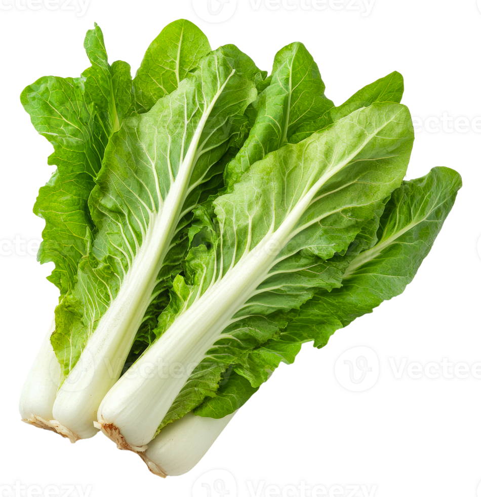 Fresh romaine lettuce for salads 53507204 PNG