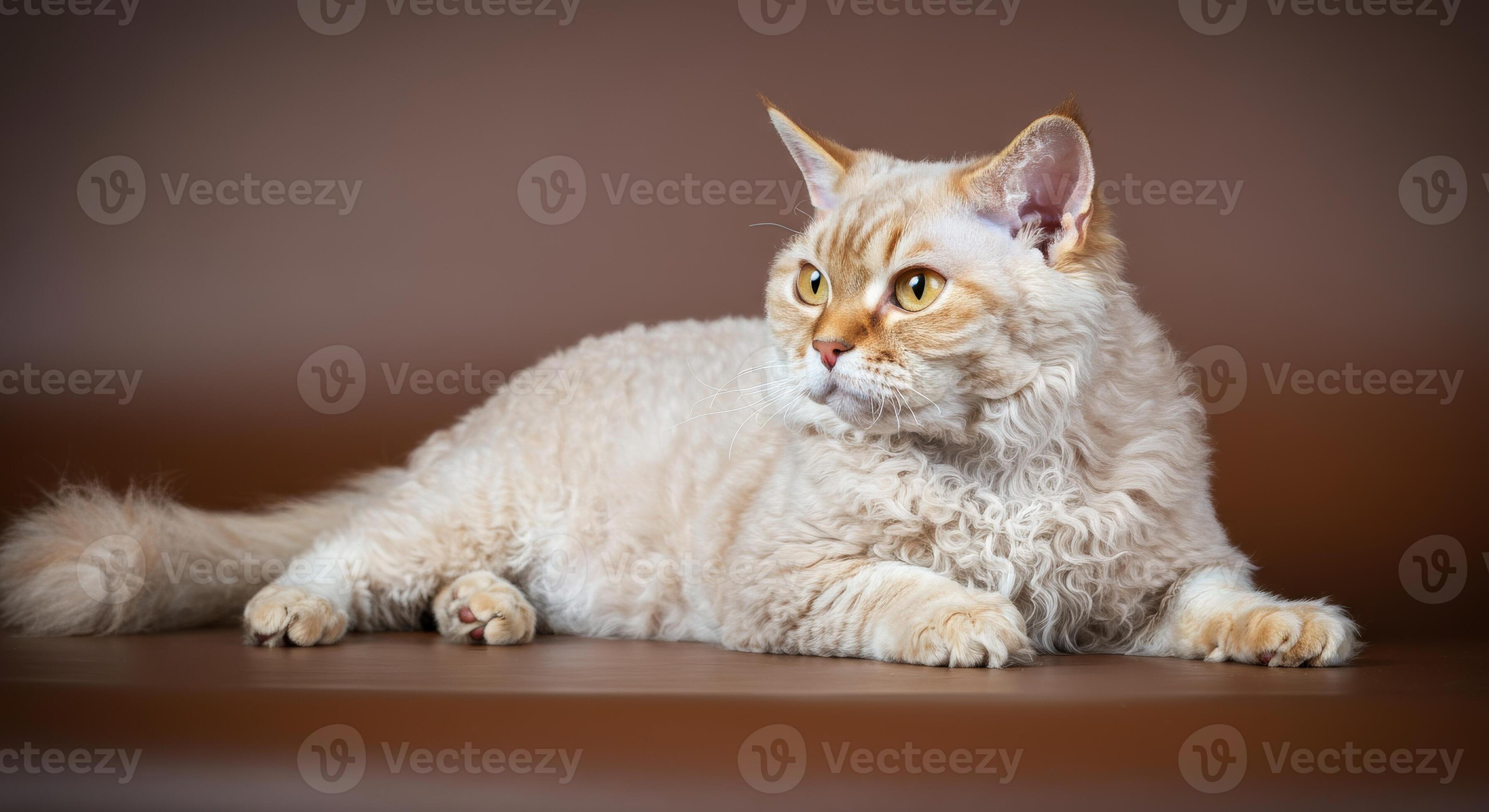 Regal devon rex cat with curly fur resting on a brown background ...