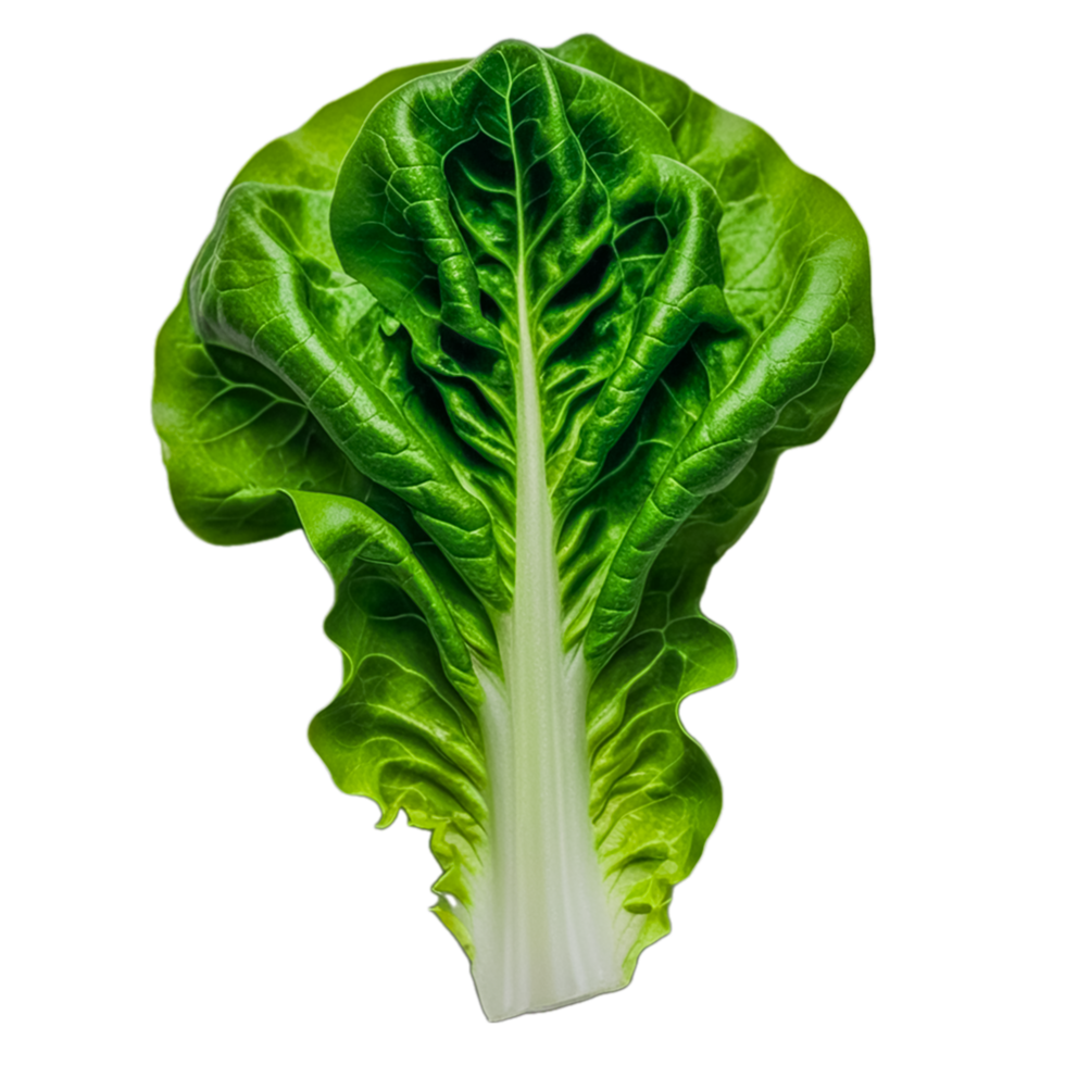 Romaine Lettuce leaf 53536698 PNG