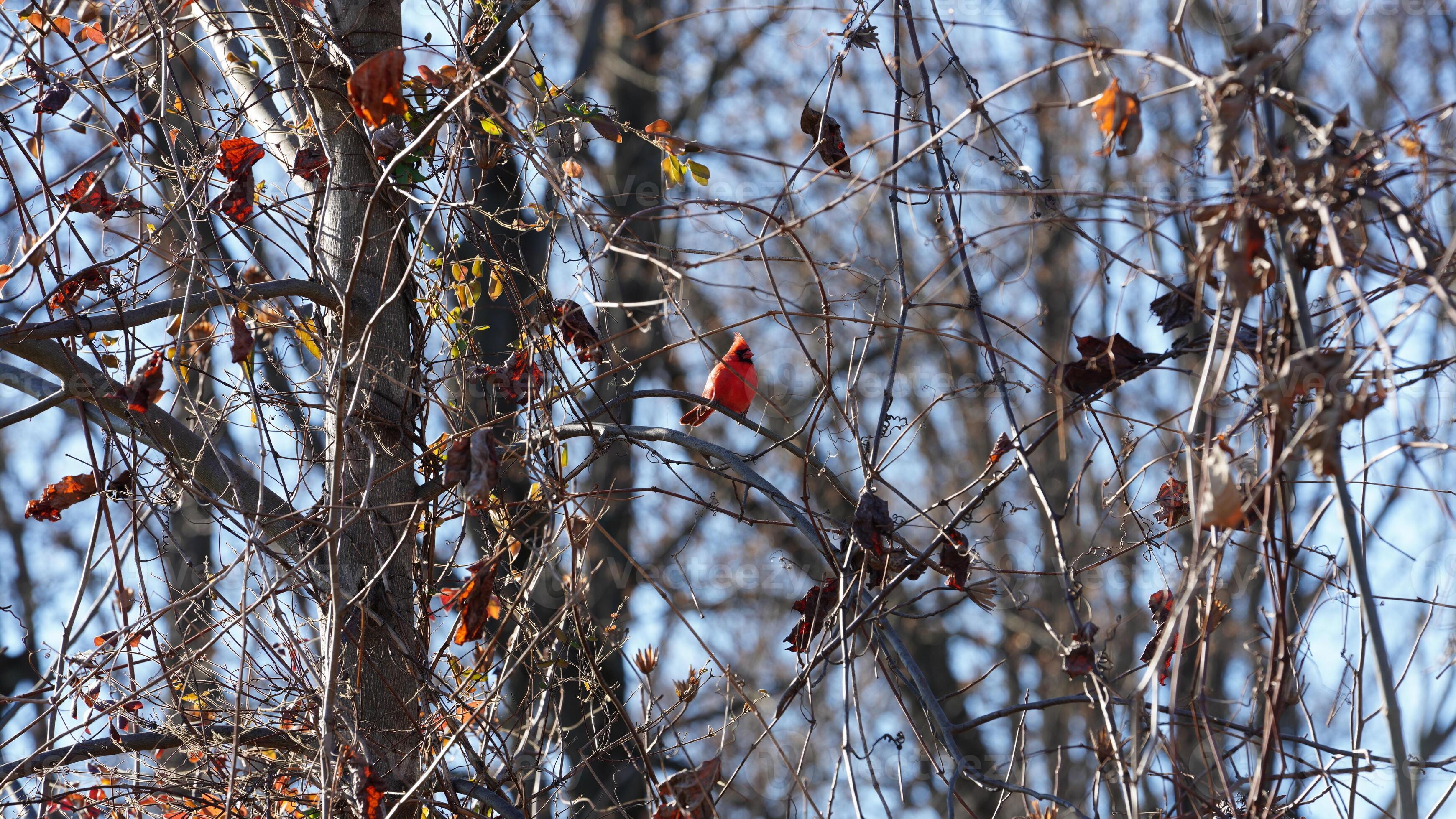 One little red bird stopping on the branch for the resting 53554176 ...