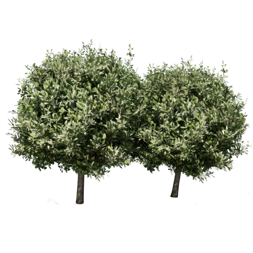 Trees transparent background 53573523 PNG Trees transparent background 53573523 PNG