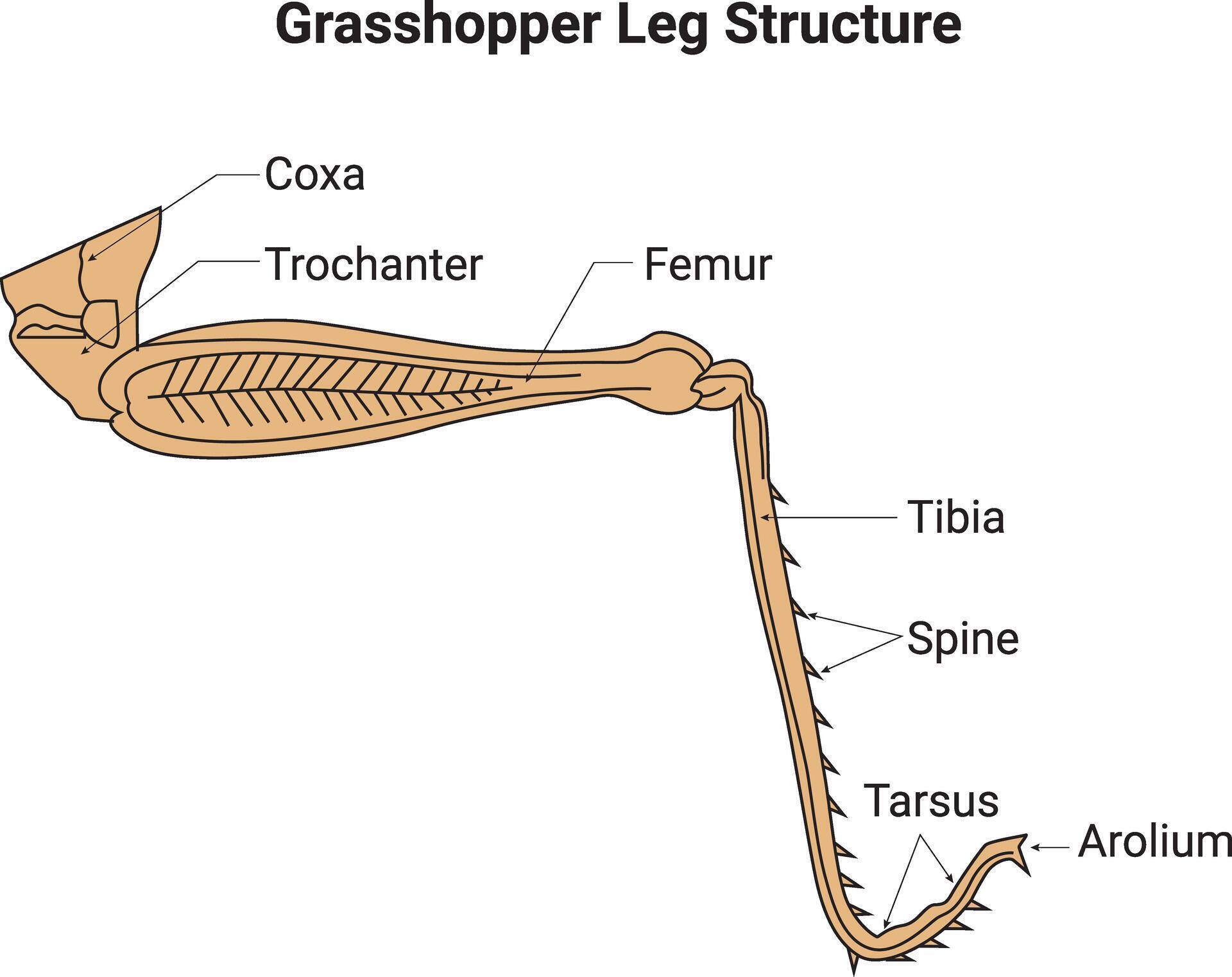 Grasshopper Leg Structure Science Design Illustration Diagram 53578499 ...