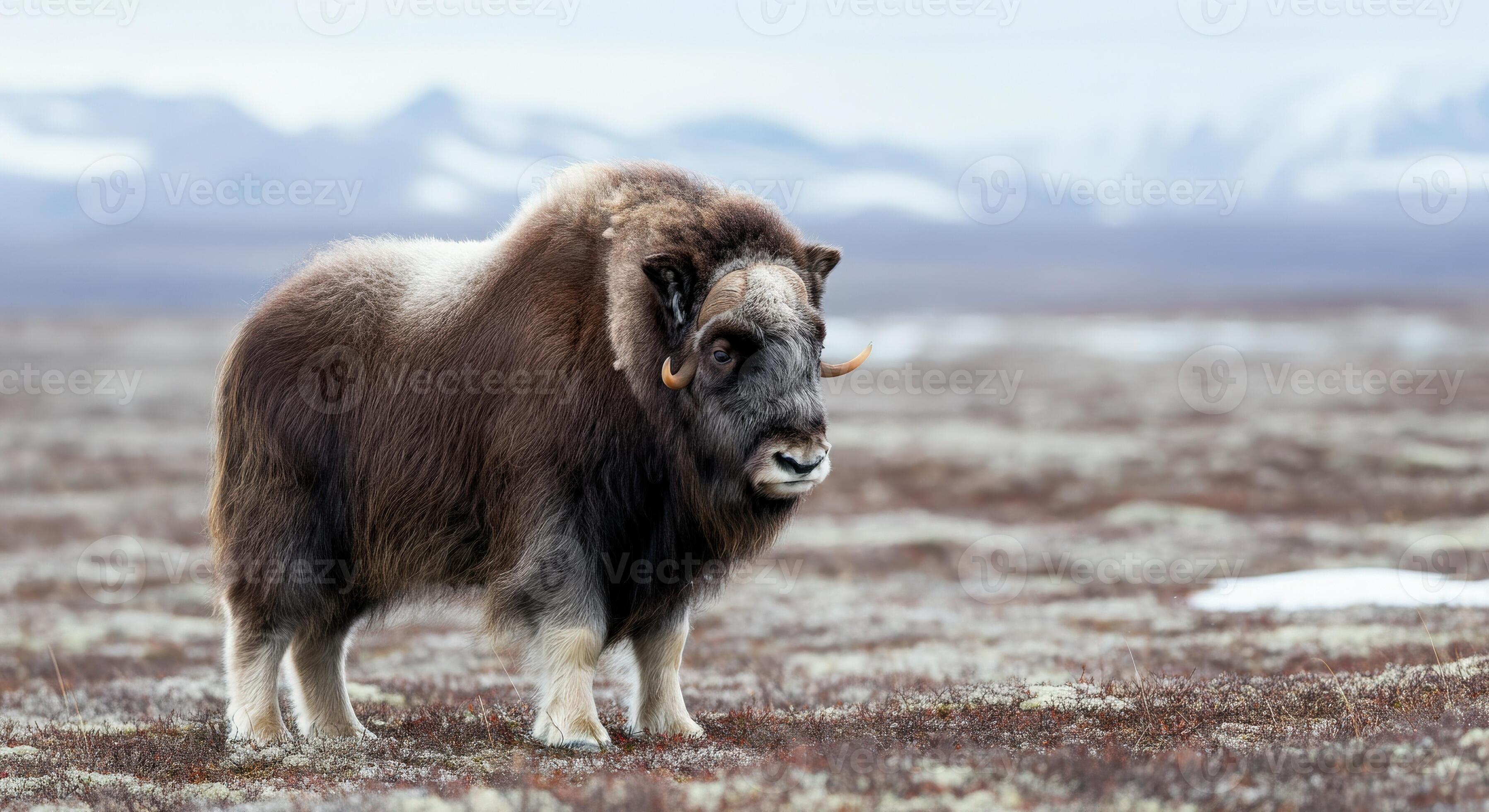 Majestic musk ox in arctic tundra landscape with snow-capped mountains in the background ...