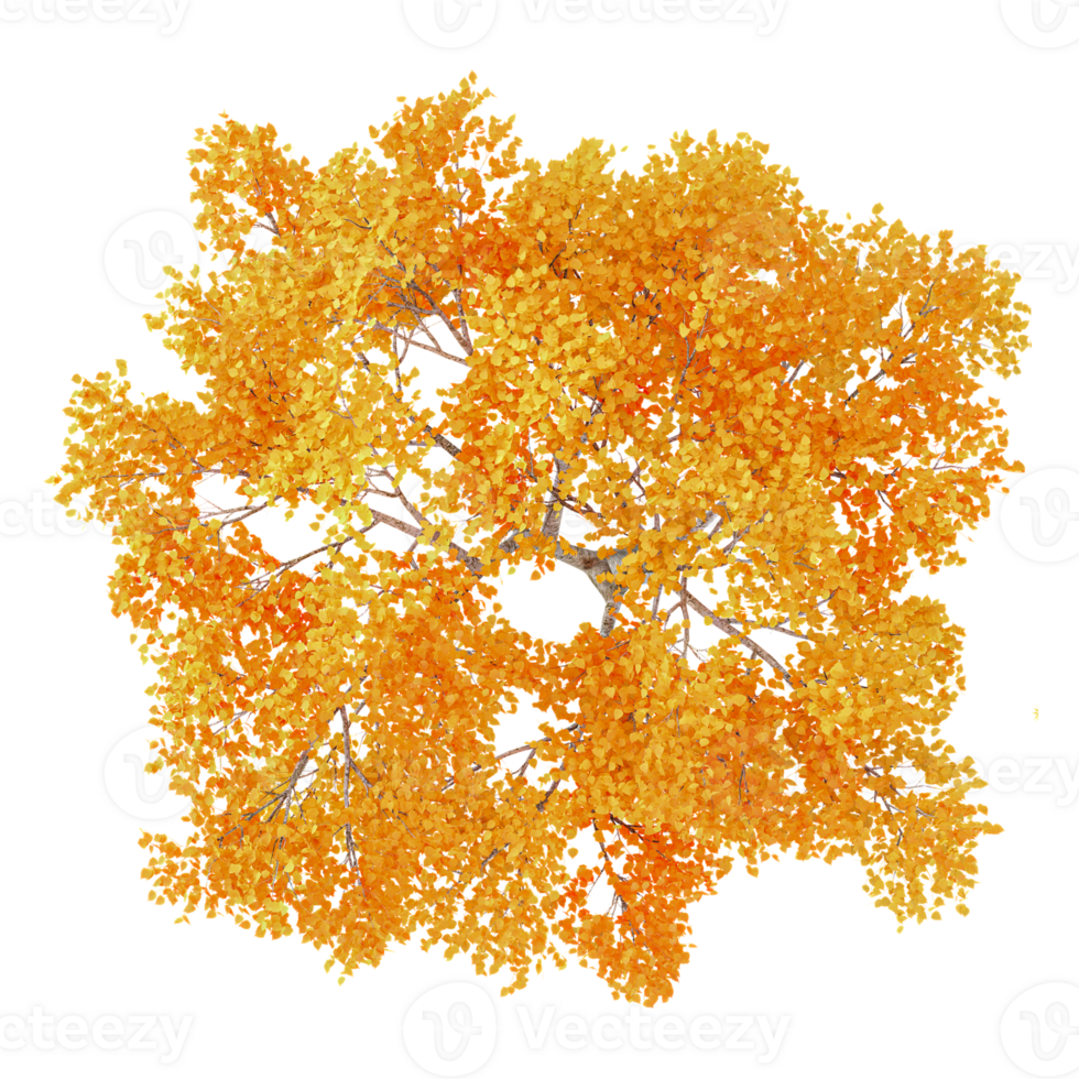 3d illustration of autumn tree isolated on transparent Canvas from top view 53651438 PNG