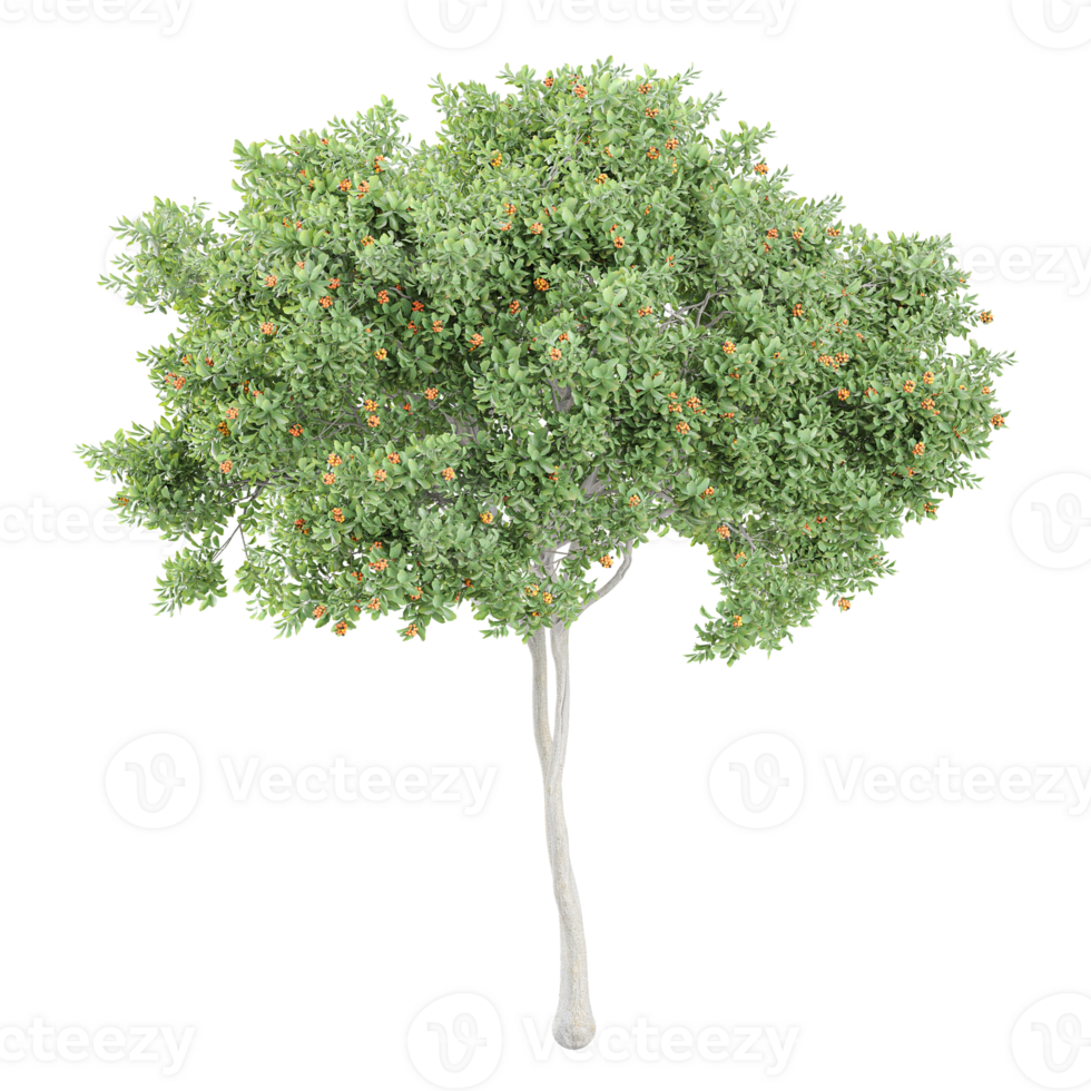 Collection Of White Oak Tree With Realistic Style 53651465 Png